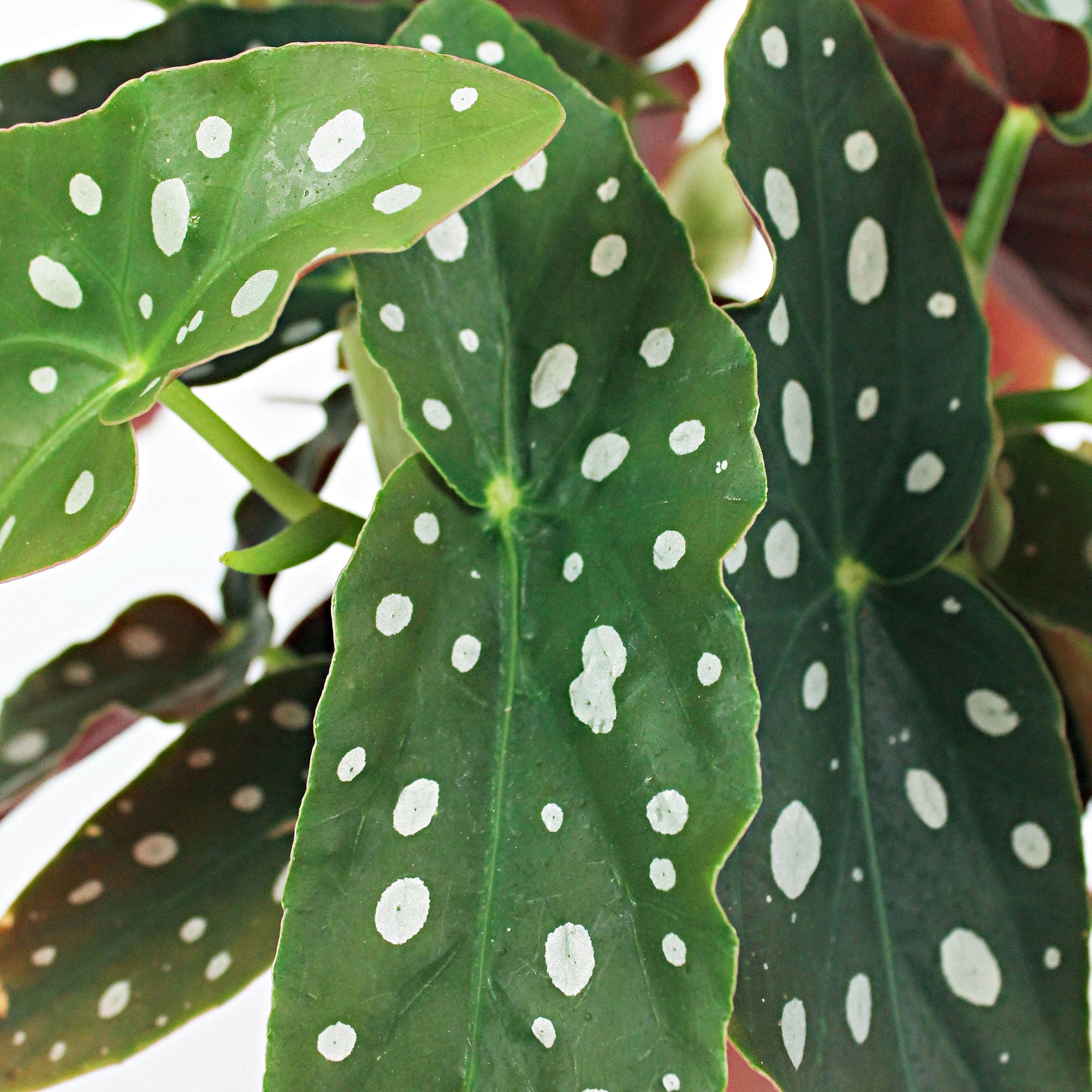 Buy house plants now Spotted begonia Begonia maculata with decorative ...