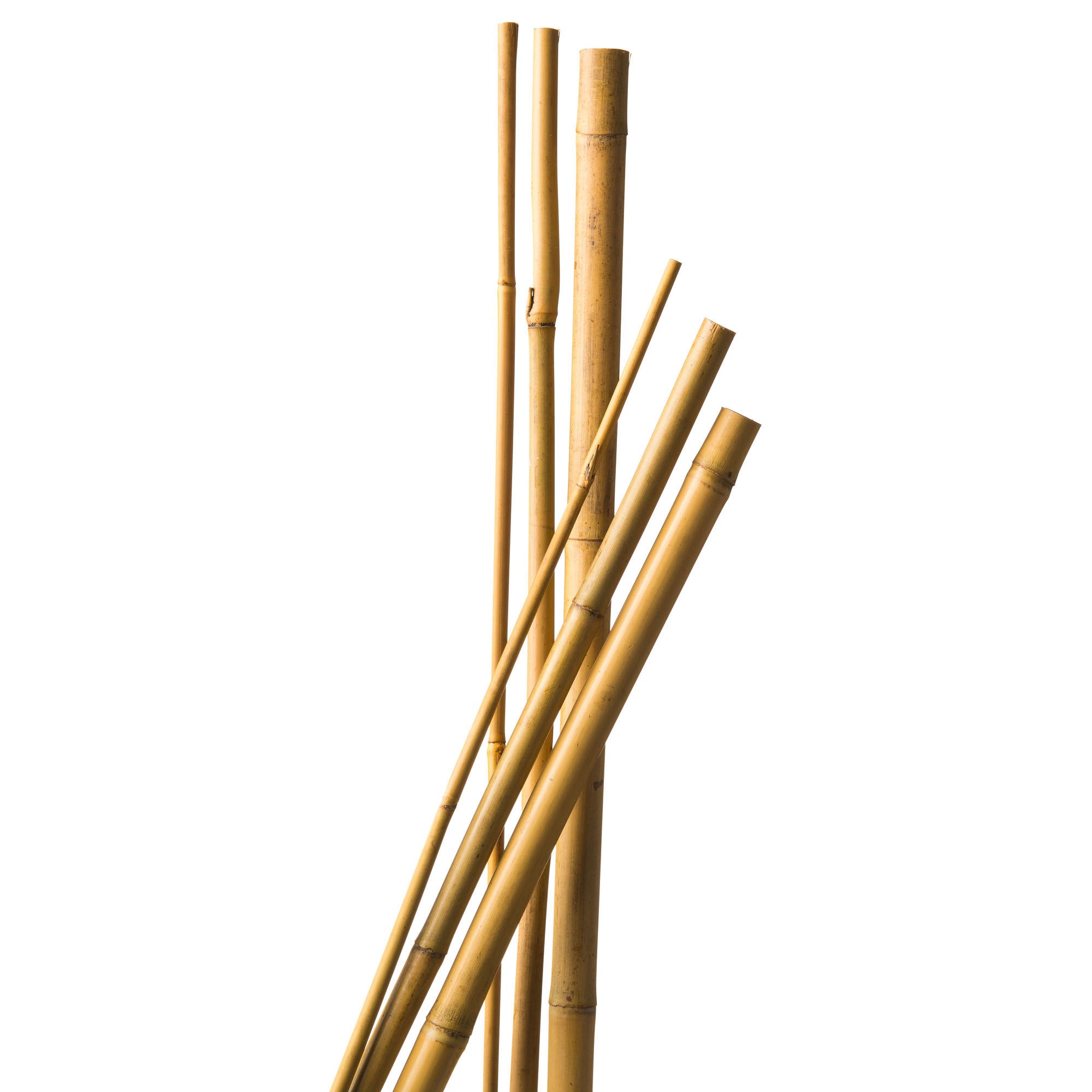Buy Bamboo post - Nature | Bakker.com