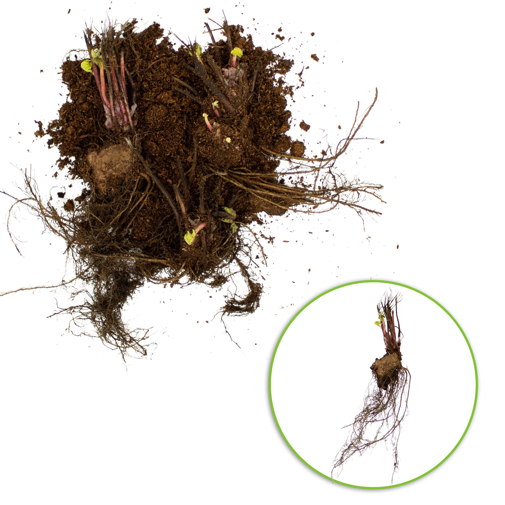 Buy hardy perennial 5x Winter-hardy Geranium "Kora", Purple/White ...