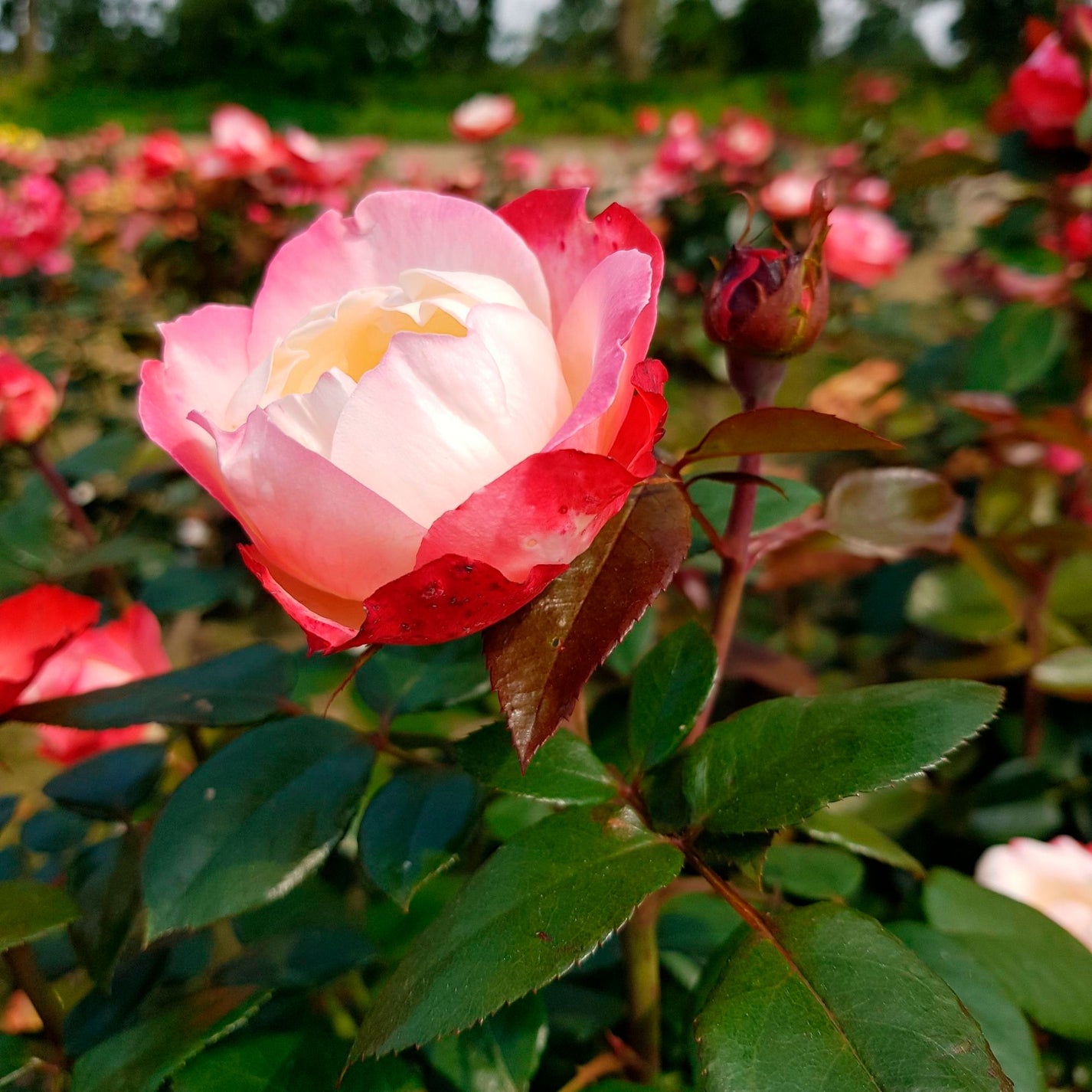 Roses for Sale | Buy Rose Plants Online | Bakker.com