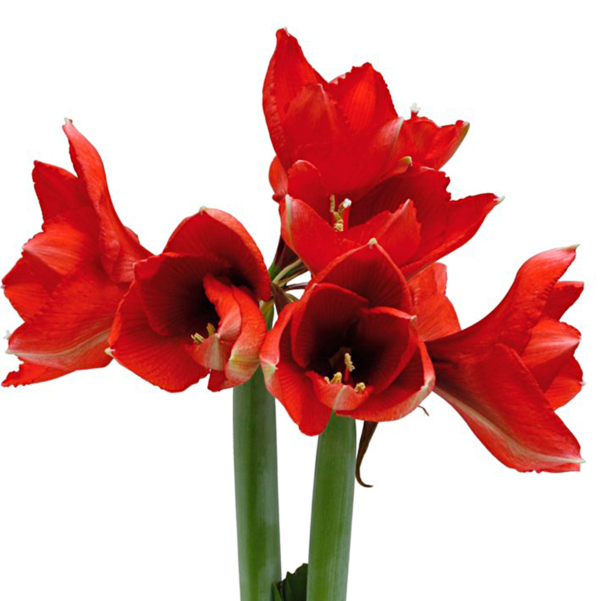 Buy Amaryllis 'Santa' Flower bulb from | Bakker.com
