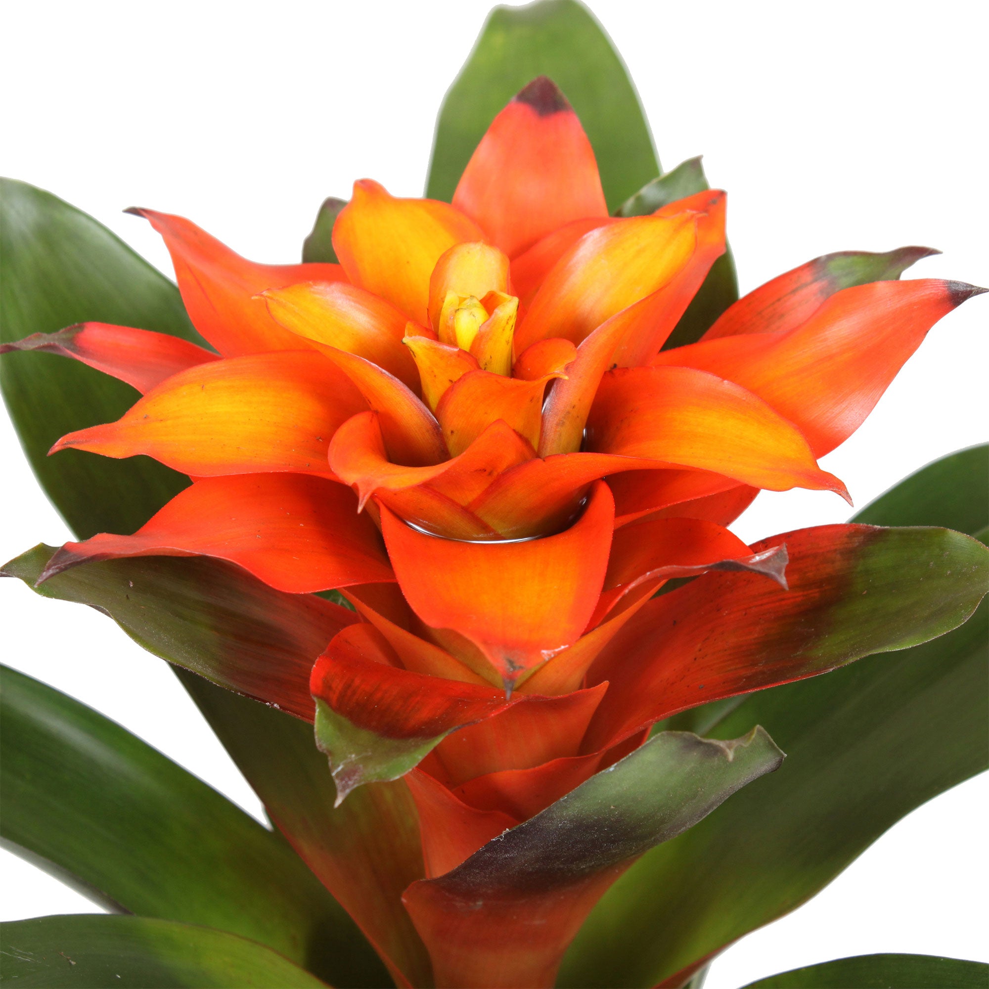Orange Bromeliad Plant Guzmania Plant | Plants By Post | Bunches
