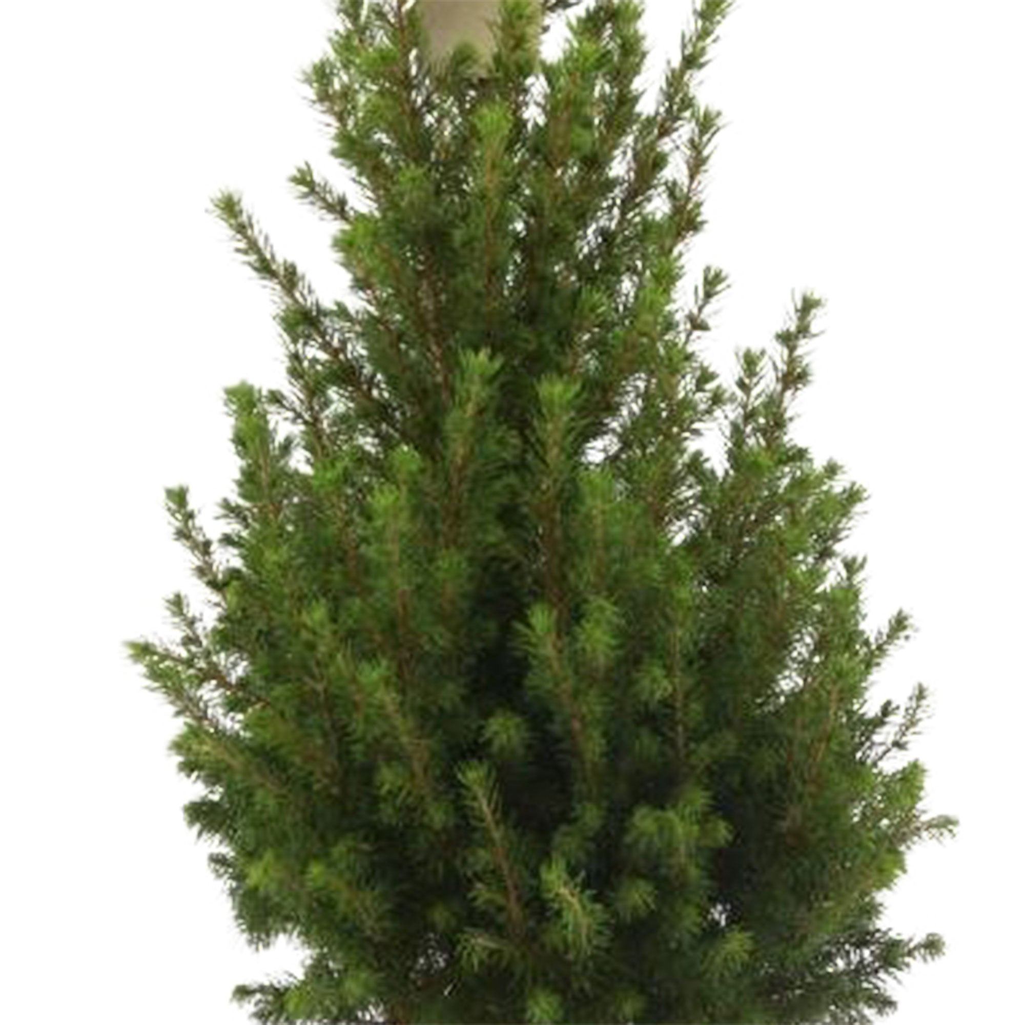 Buy conifers now Dwarf spruce Picea glauca Conica - Mini Christmas tree ...