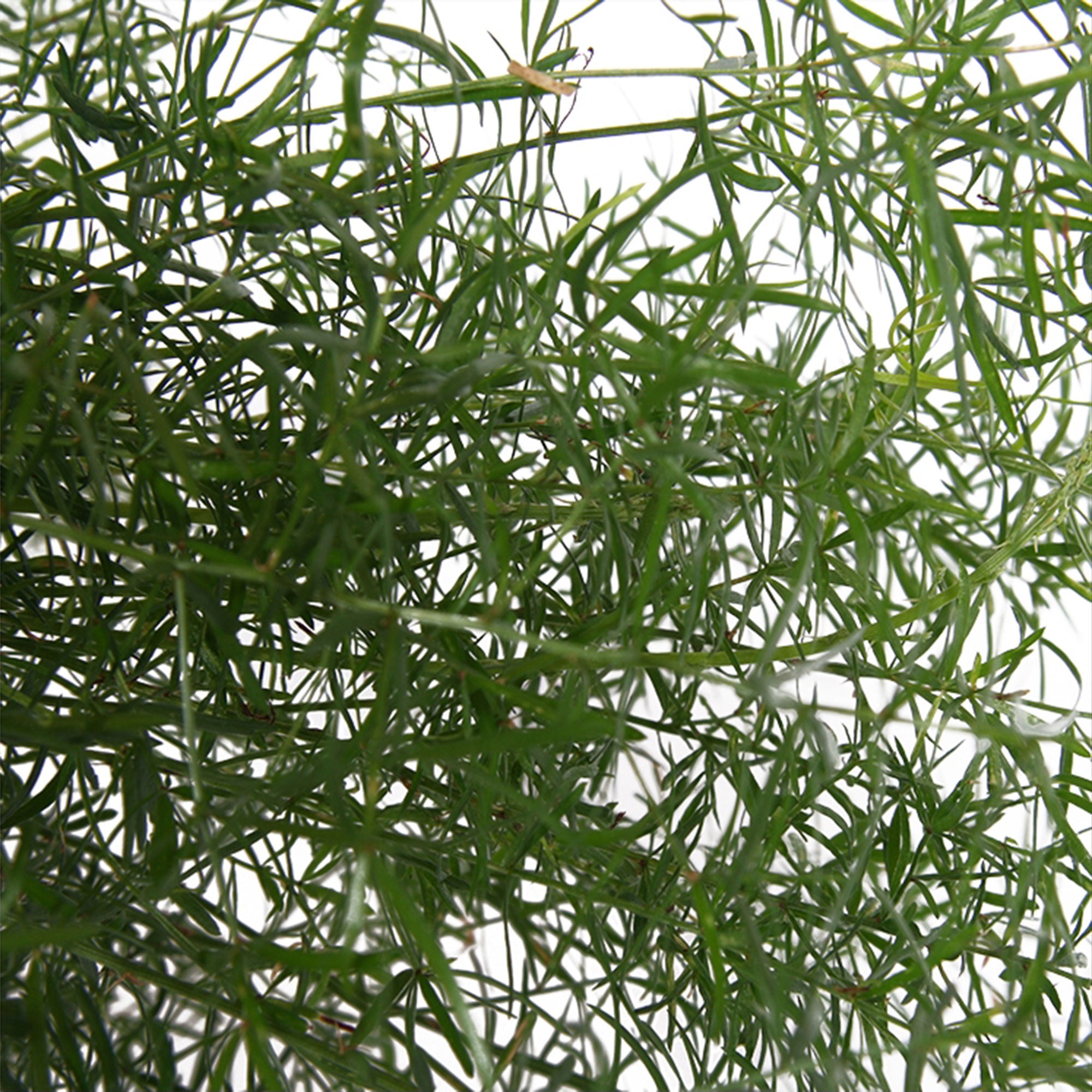 Buy house plants now Asparagus Fern Asparagus 'Sprengerii' incl ...