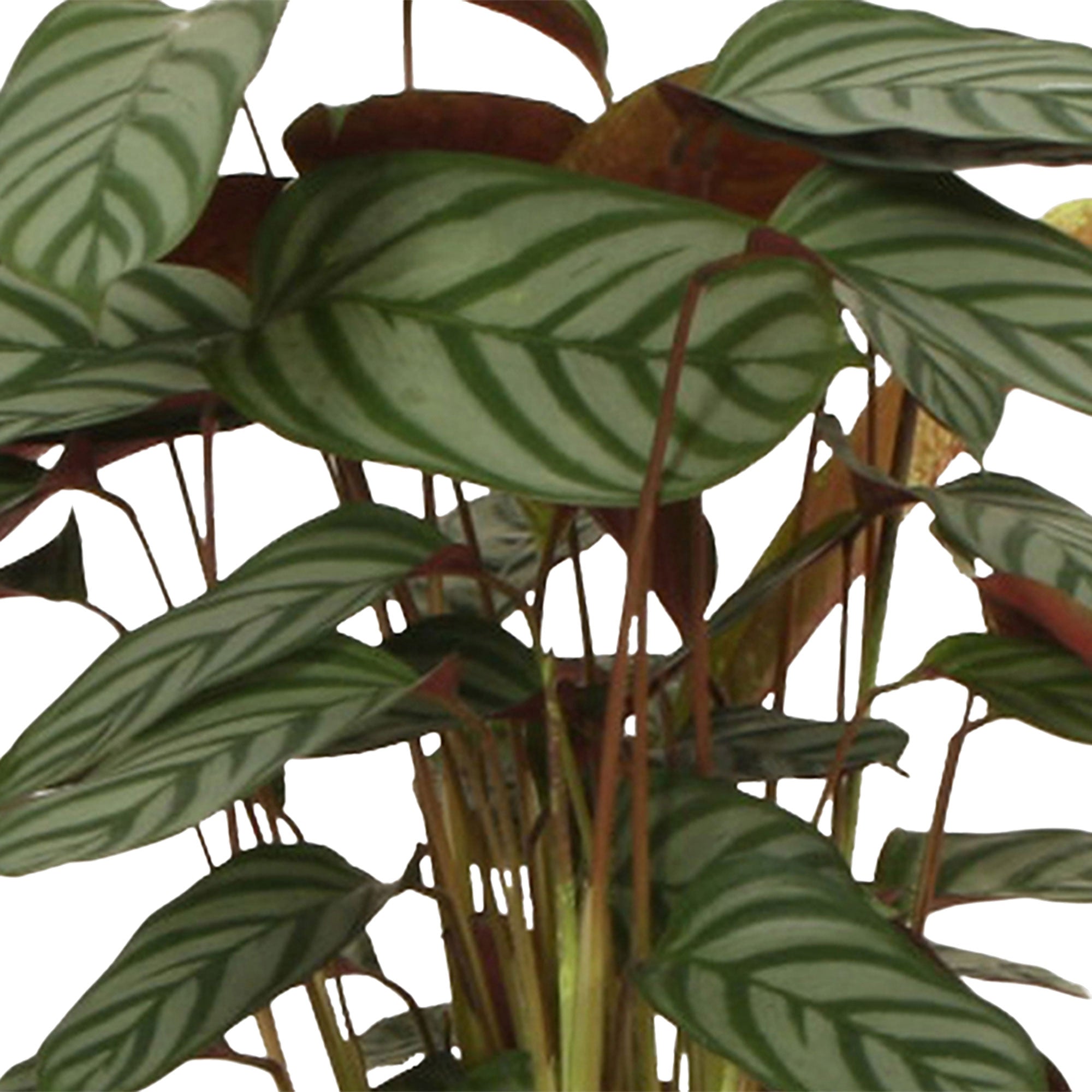 Buy house plants now Prayer Plant Calathea 'Compact Star' | Bakker.com