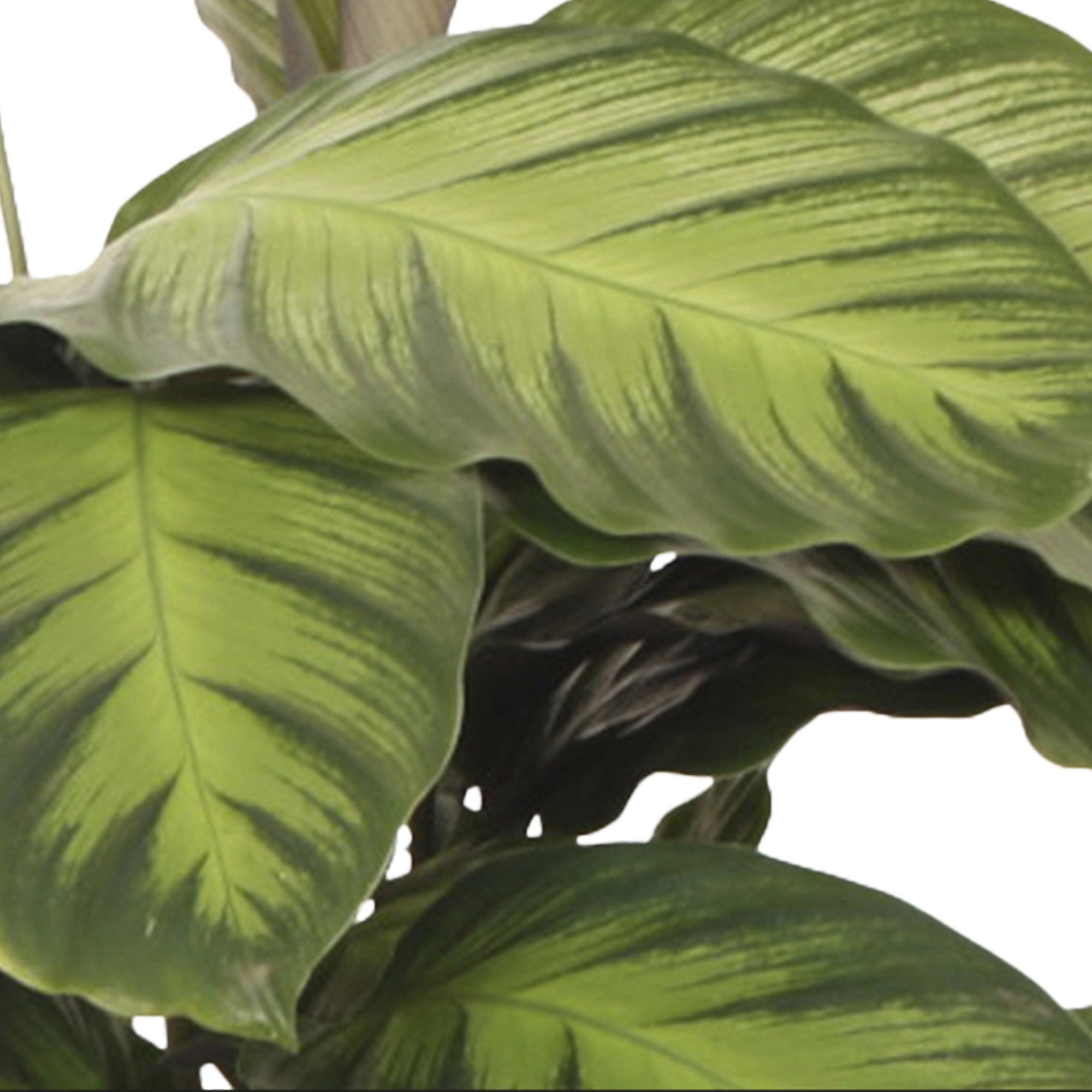 Buy house plants now Prayer Plant Calathea 'Misto' | Bakker.com