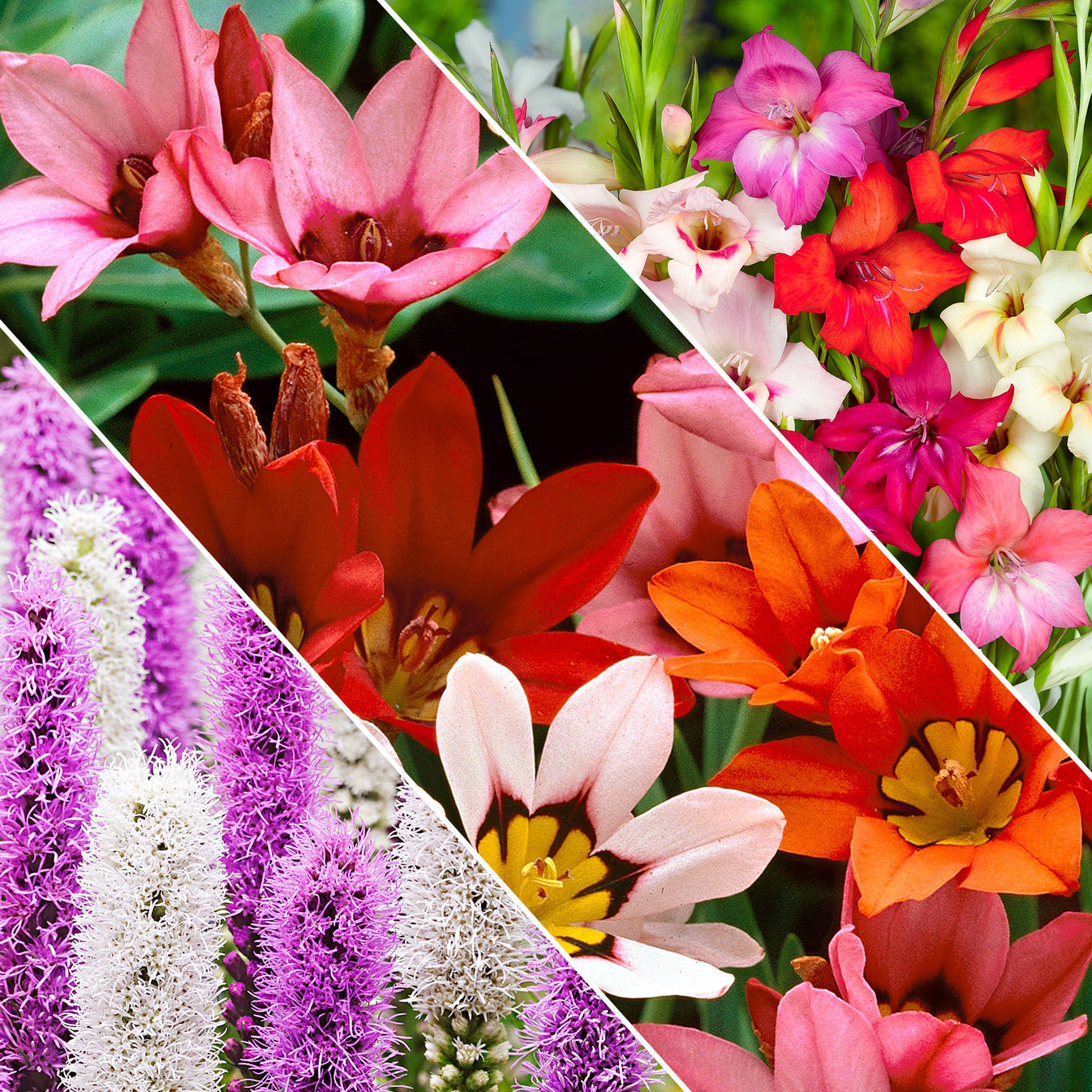Garden Plants for Sale | Garden Plants Online | Bakker.com