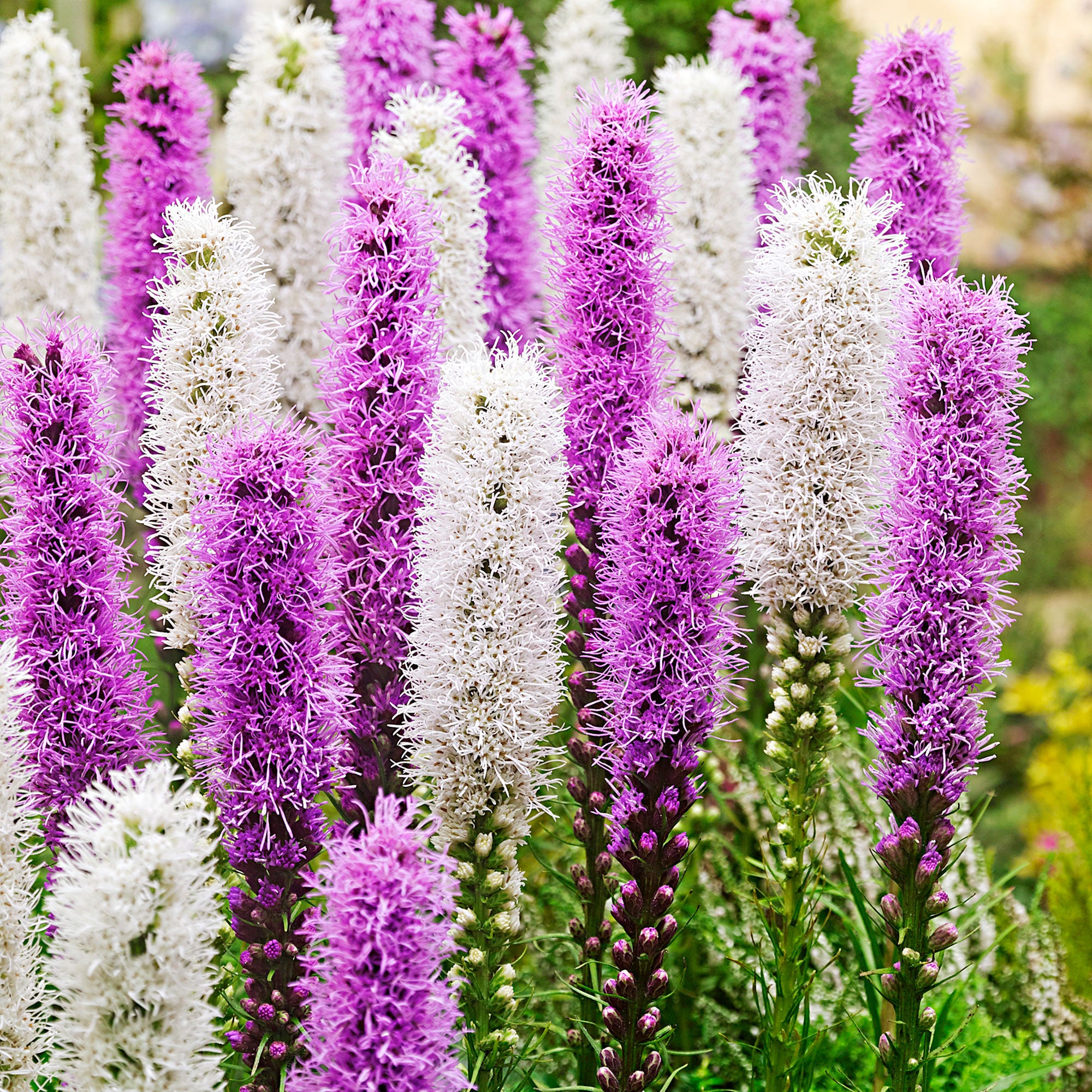 30x Dense blazing star Liatris Alba White Purple