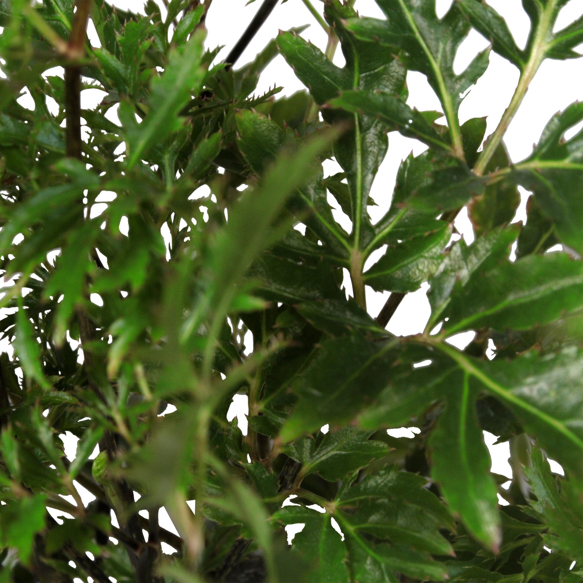 Buy house plants now Polyscias 'Hawaiiana Ming' | Bakker.com