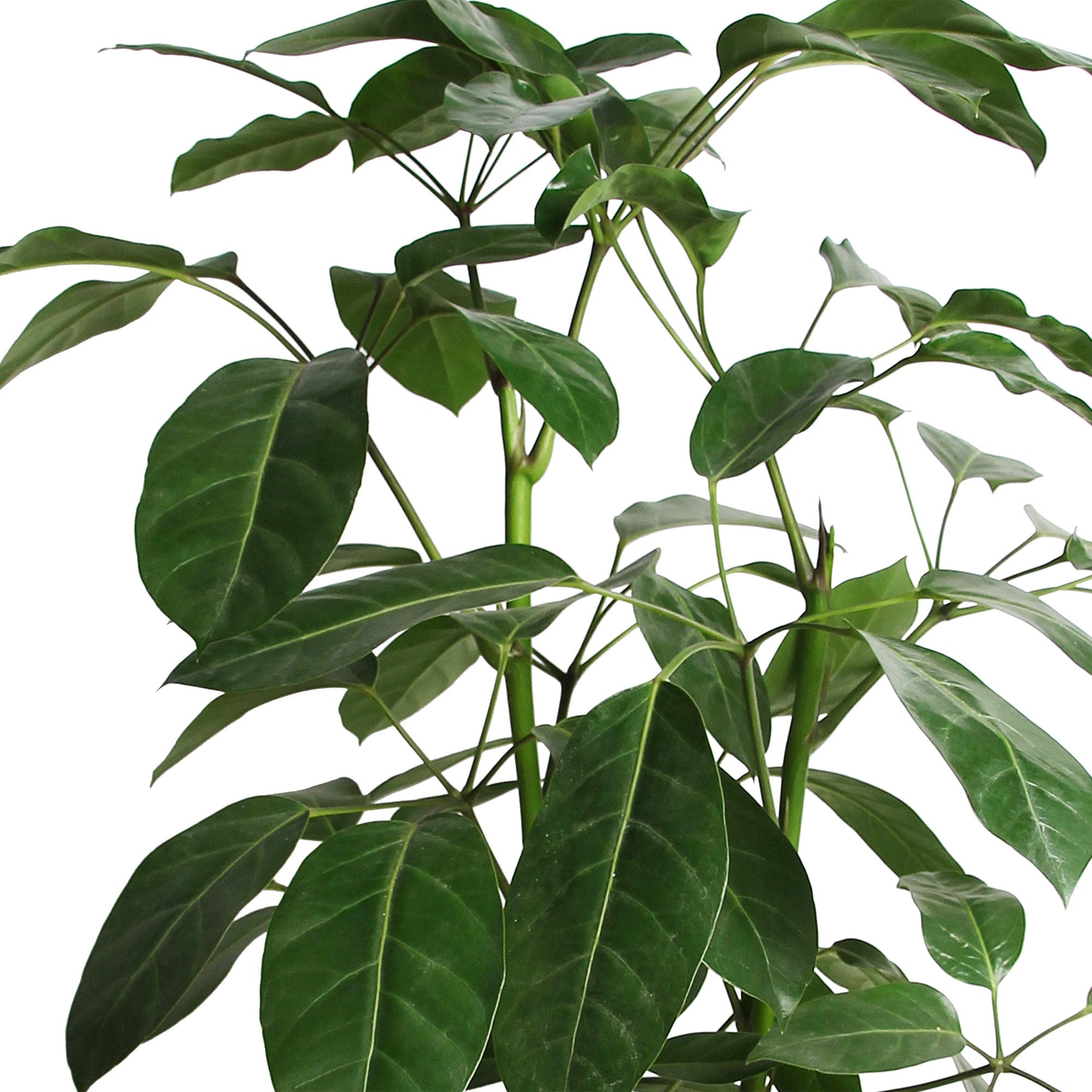 Buy house plants now Seven-finger tree Schefflera 'Amate' | Bakker.com