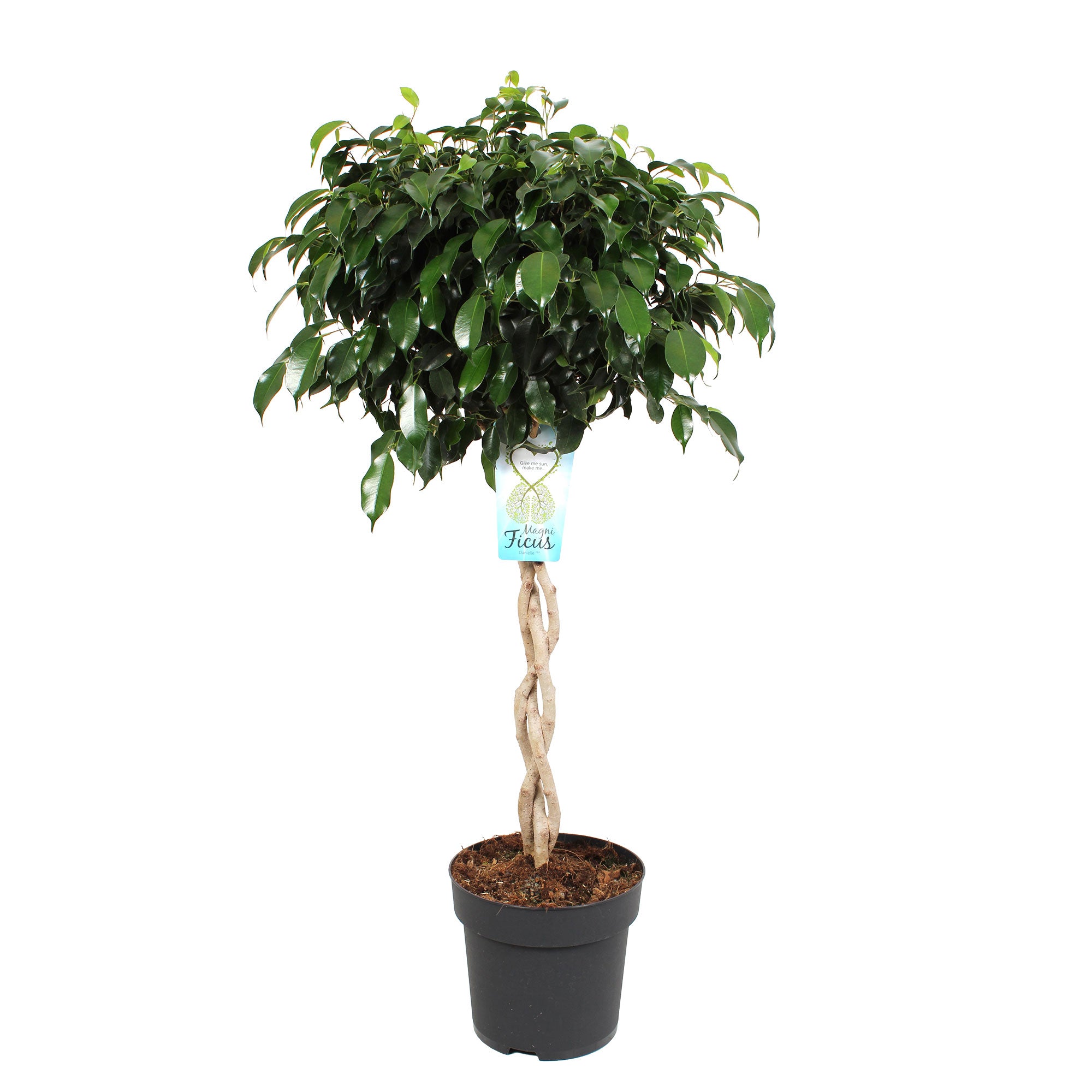 Buy house plants now Weeping Fig Ficus benjamina 'Daniëlle' - braided ...