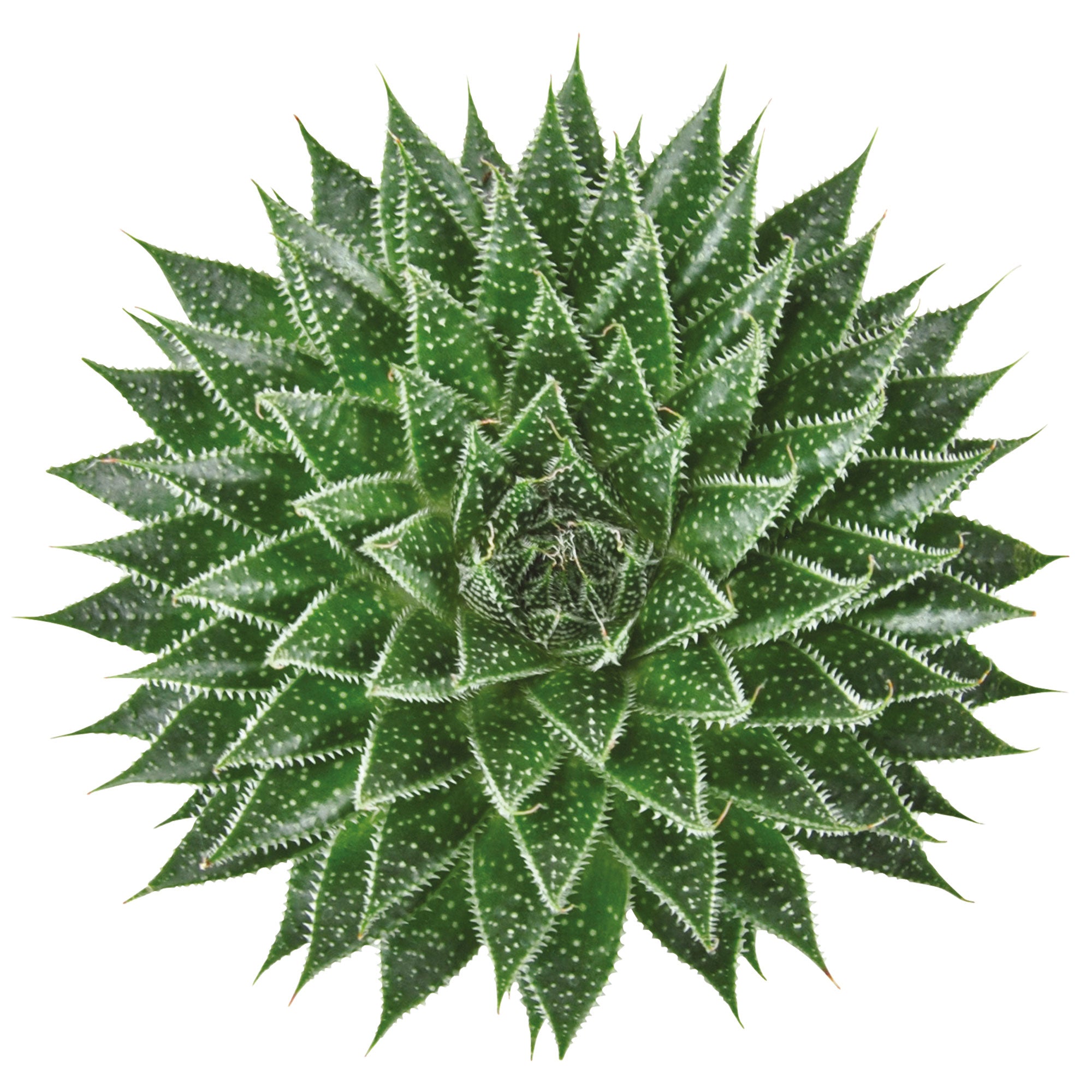 Buy house plants now Succulent Aloe 'Magic' green Aloe 'Magic' | Bakker.com