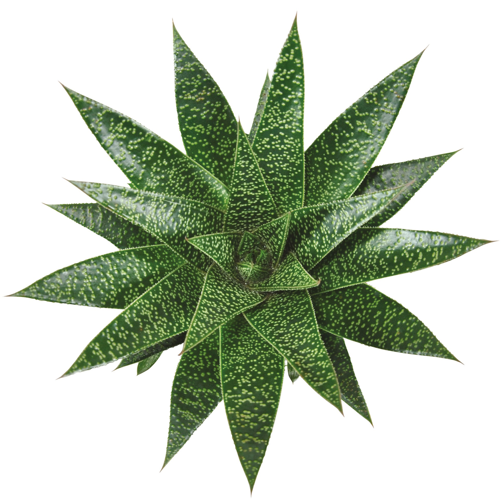 Buy house plants now 2x Succulent Gasteria 'Flow' | Bakker.com