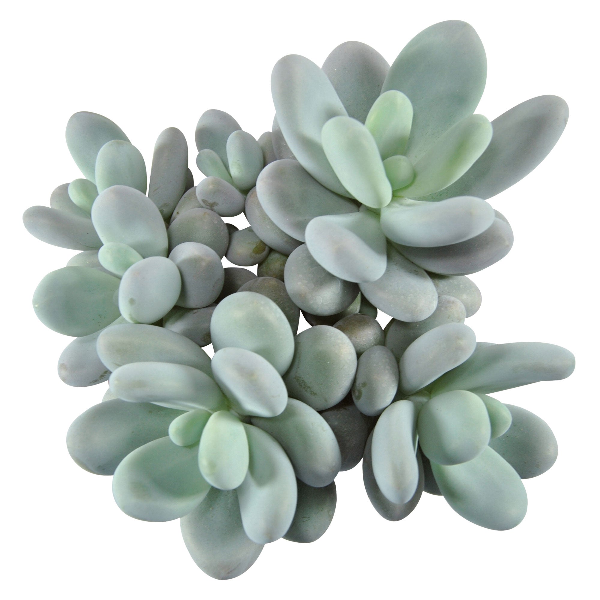 Buy house plants now 2x Succulent Pachyphytum oviferum | Bakker.com