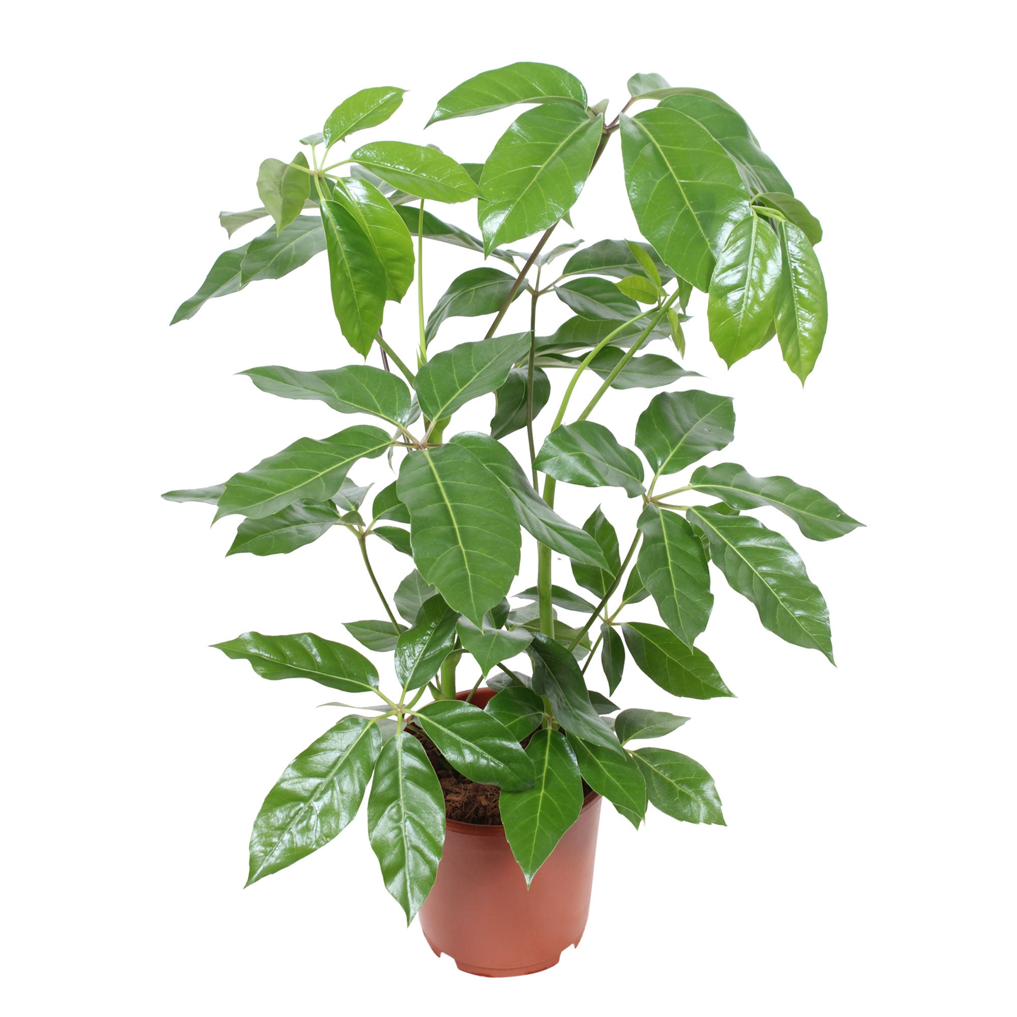 Buy house plants now Seven-finger tree Schefflera 'Amate' | Bakker.com