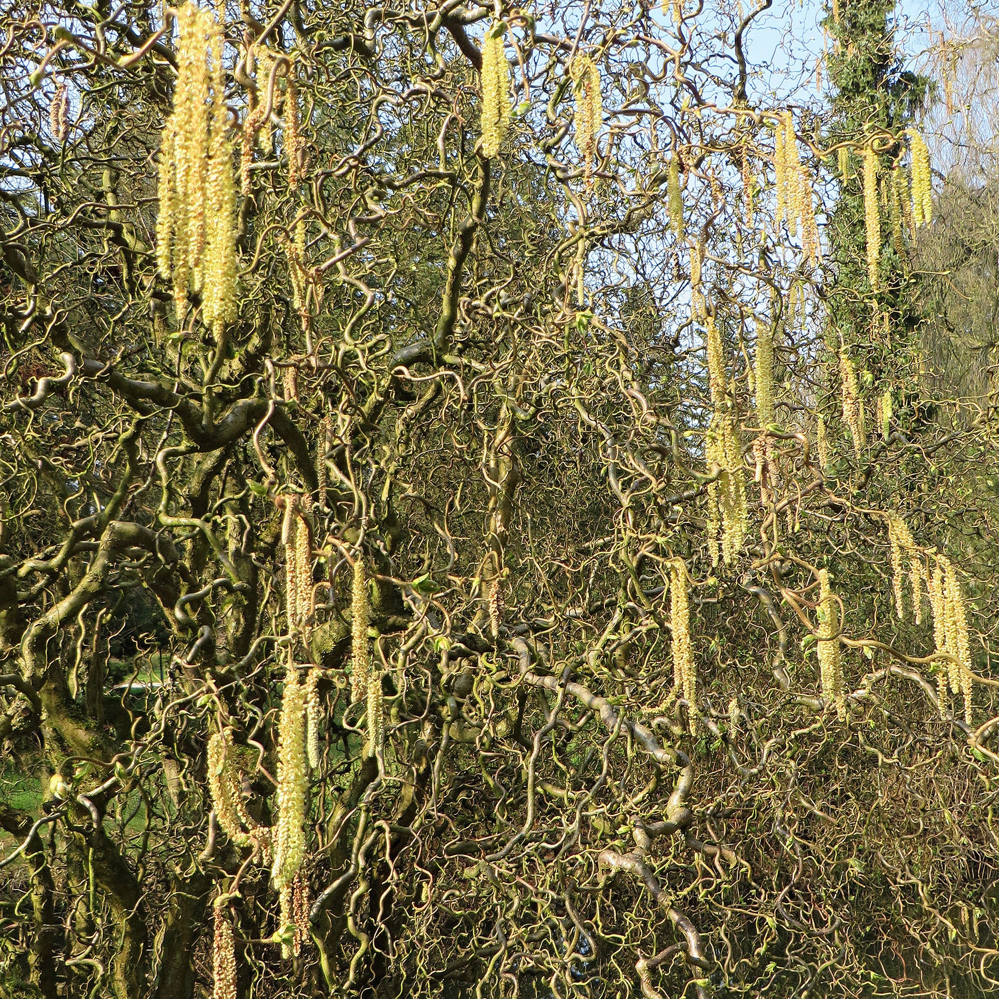 Buy ornamental shrubs now Corkscrew hazel 'Contorta' - Evergreen and ...