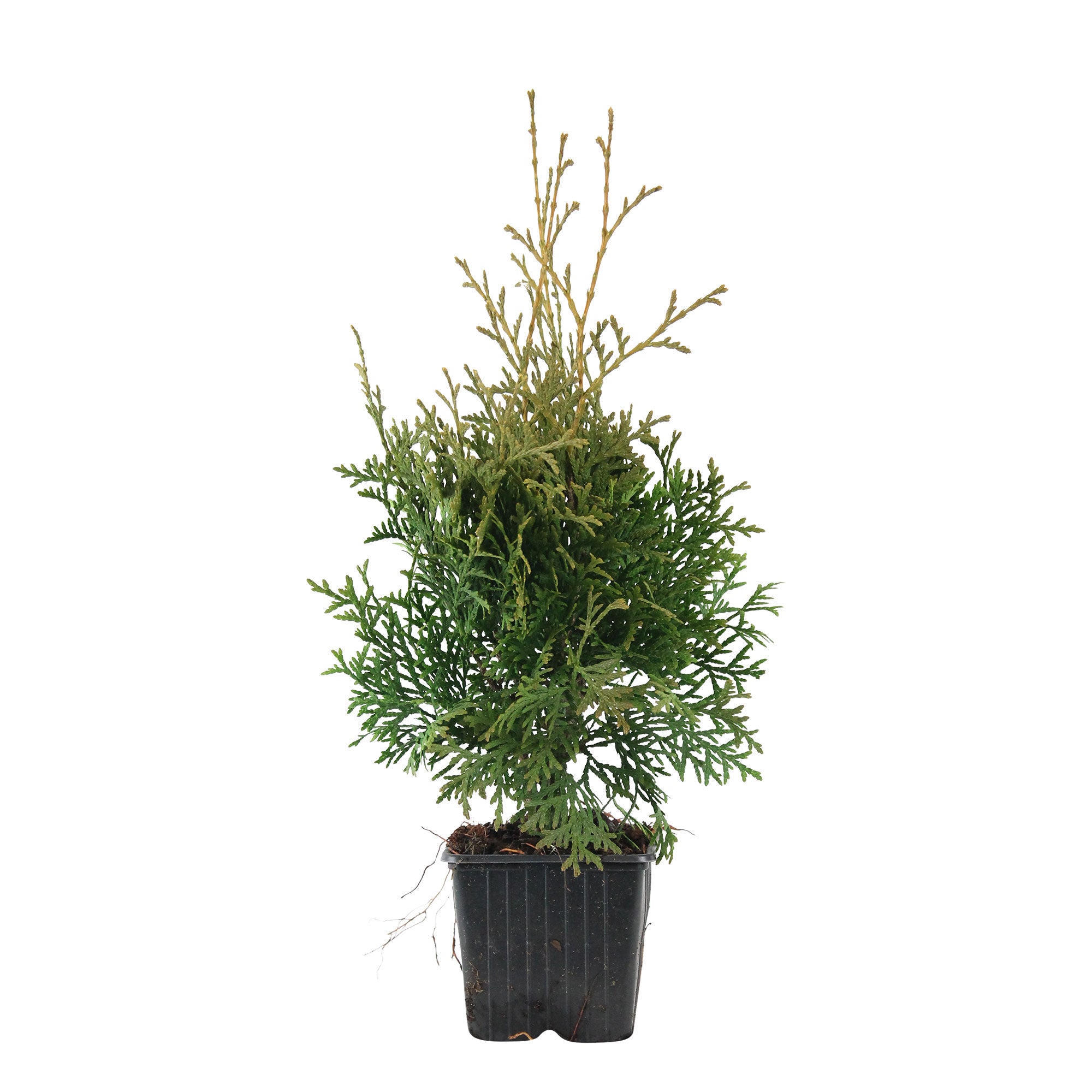 Buy conifers now Thuja Cypress Thuja 'Pyramidalis Compacta' - Hardy ...