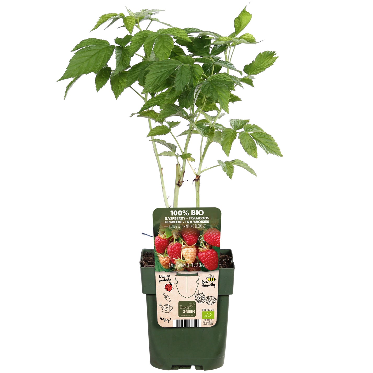Buy Raspberry Rubus idaeus 'Malling Promise' - Organic red - Hardy ...