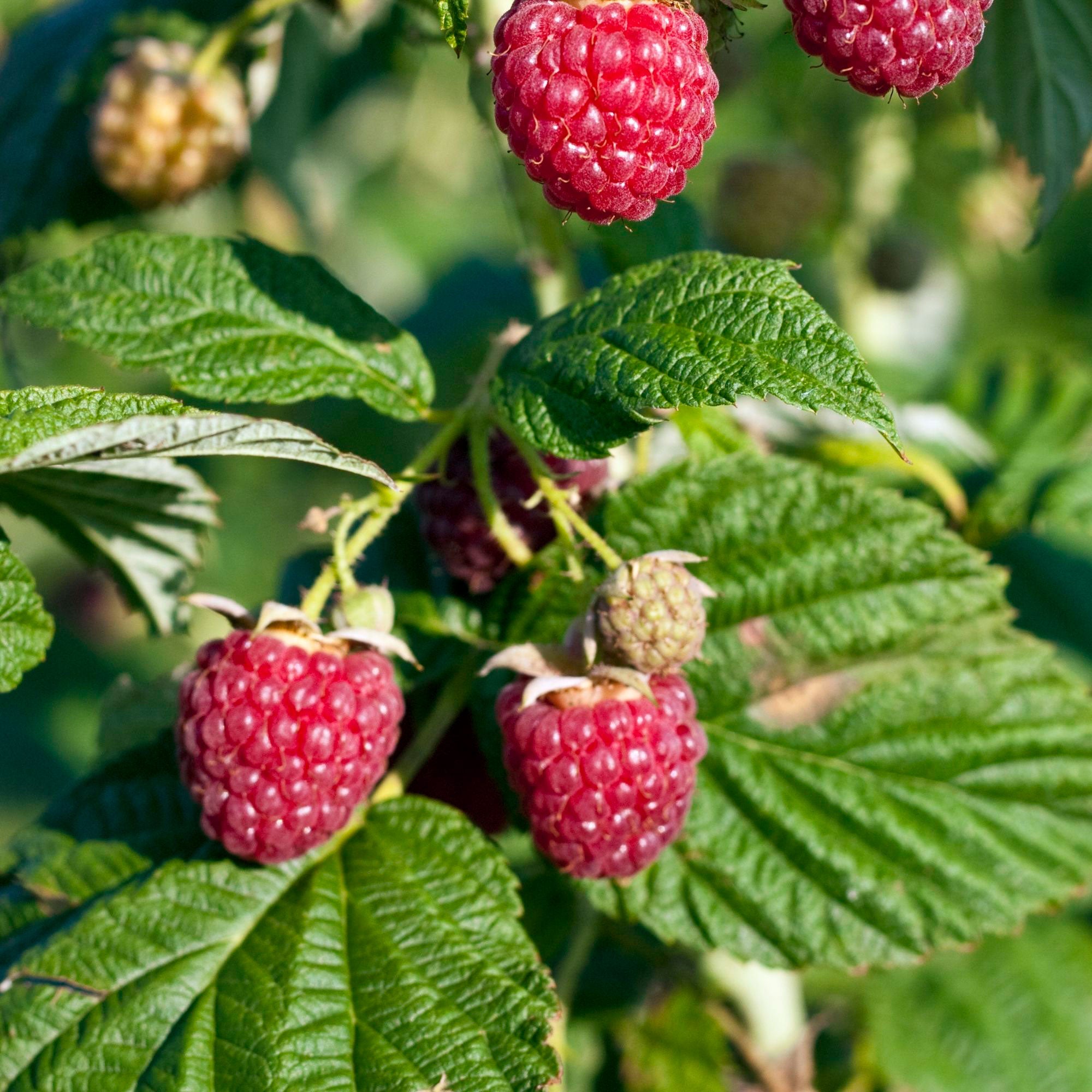 Buy Dwarf raspberry Rubus 'Sweet Sister' Red - Bio - Hardy plant ...