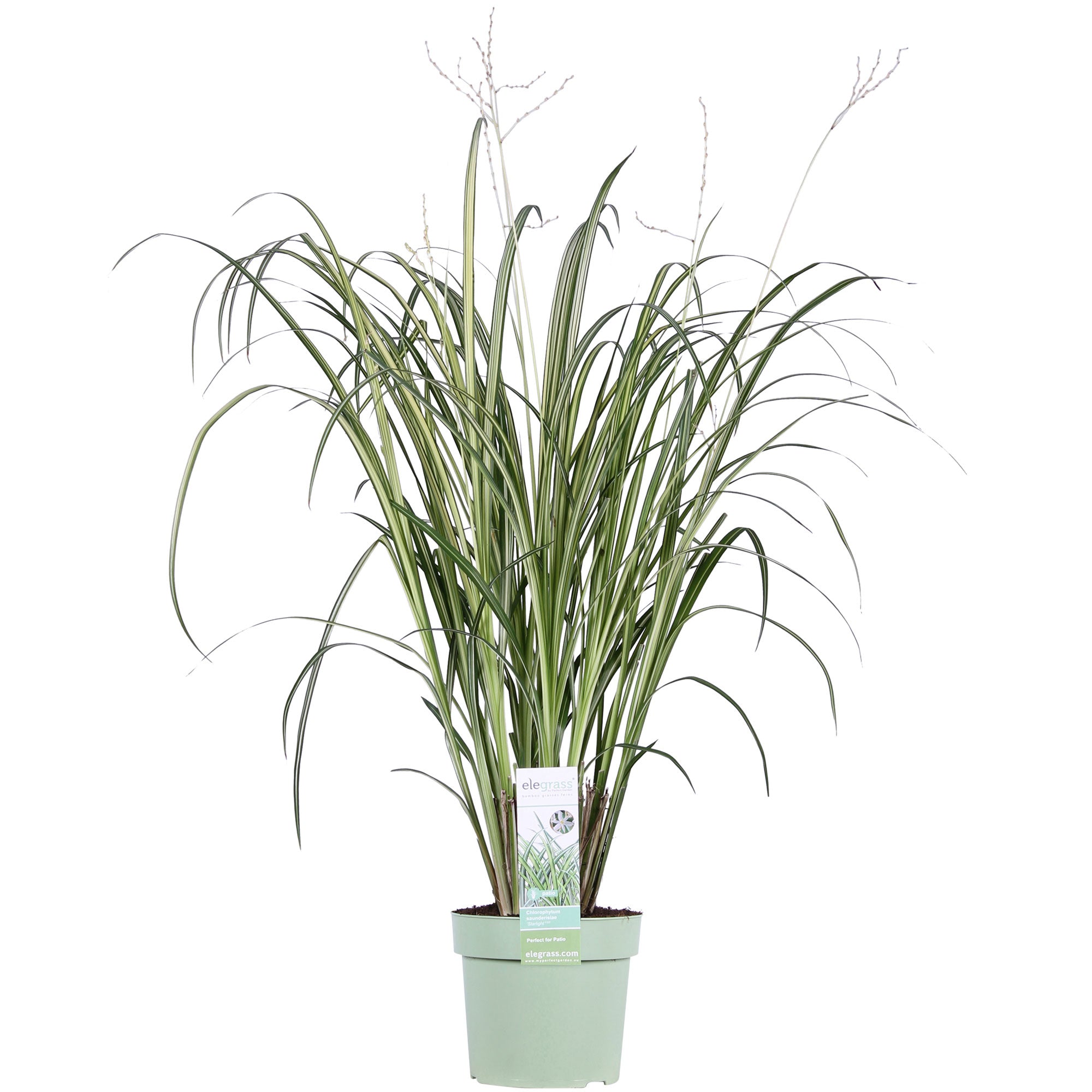 Buy hardy perennial Spider plant 'Starlight' white-green - Hardy plant ...