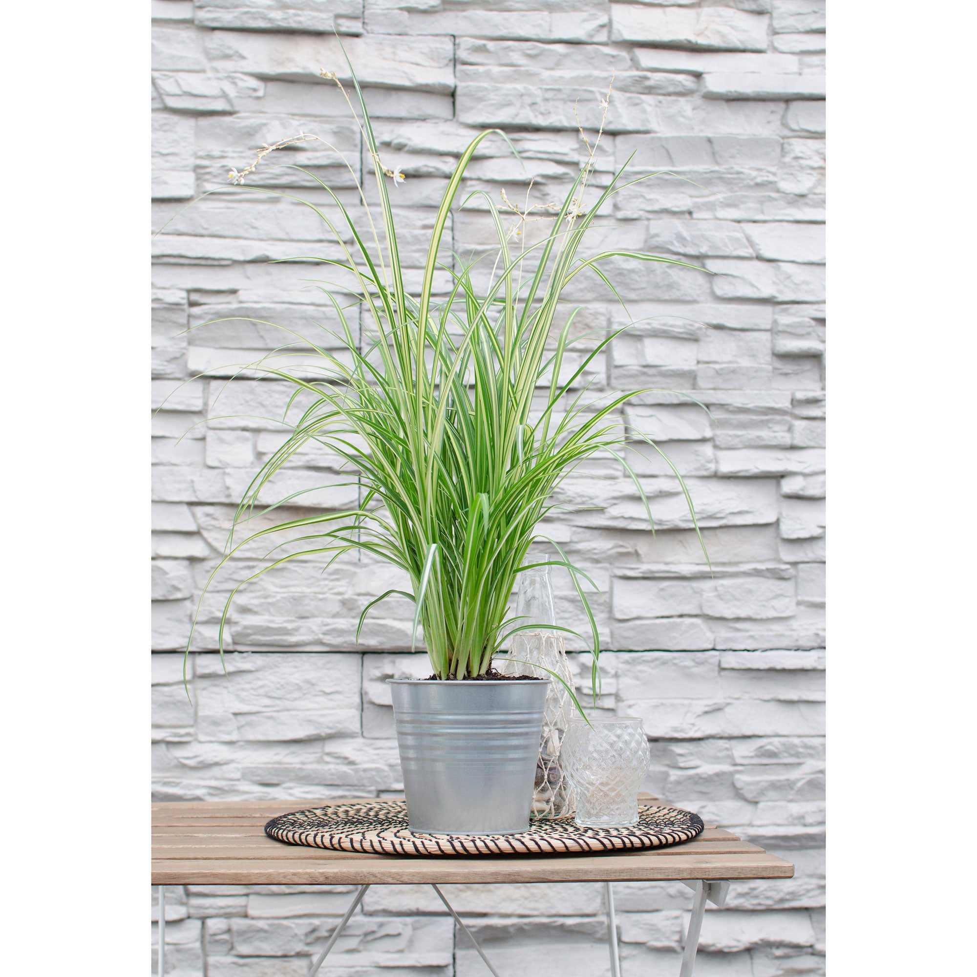 Buy hardy perennial Spider plant 'Starlight' white-green - Hardy plant ...