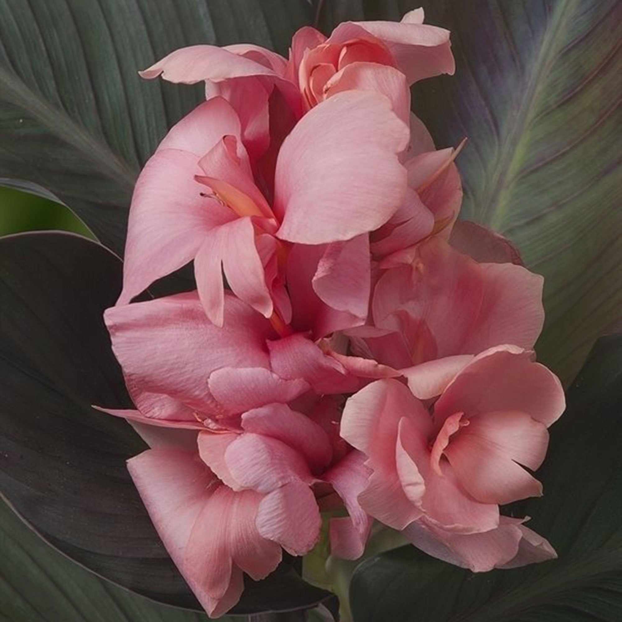 Buy pond plants now Canna pink | Bakker.com