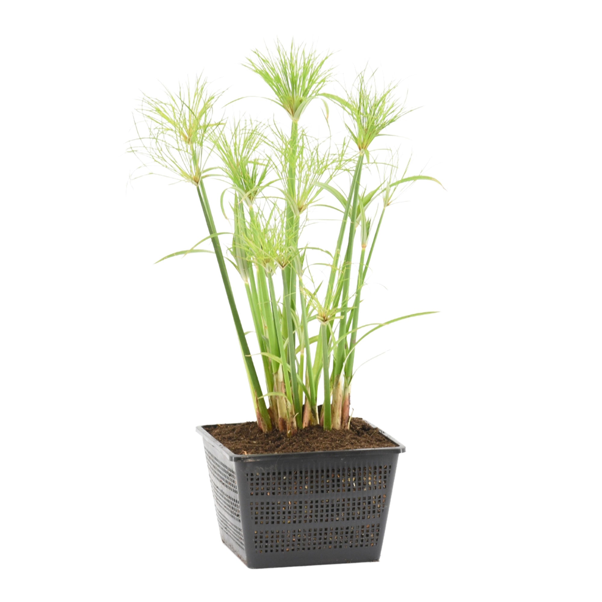 Buy pond plants now Papyrus plant Cyperus Percamenthus | Bakker.com