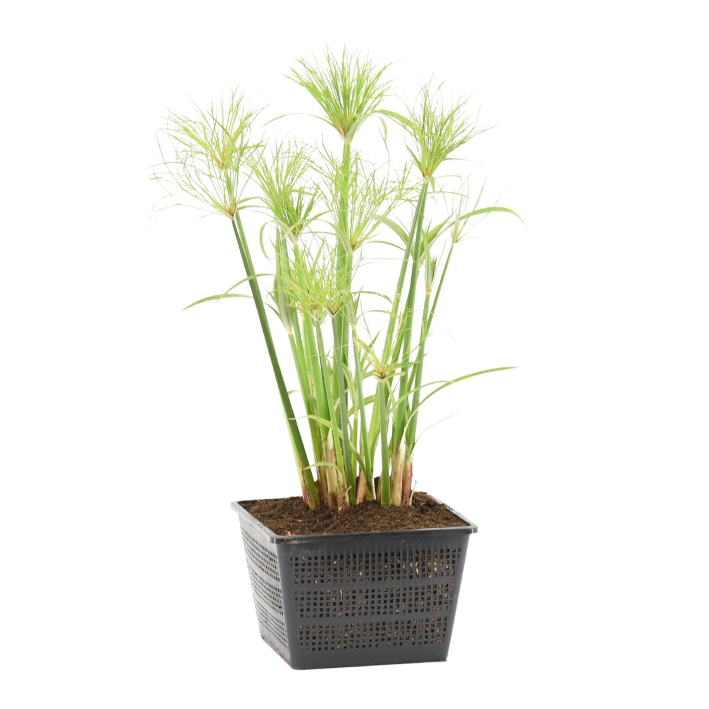 Buy pond plants now Papyrus plant Cyperus Percamenthus | Bakker.com