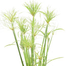 Buy pond plants now Papyrus plant Cyperus Percamenthus | Bakker.com