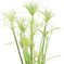 Buy pond plants now Papyrus plant Cyperus Percamenthus | Bakker.com