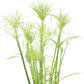 Buy pond plants now Papyrus plant Cyperus Percamenthus | Bakker.com