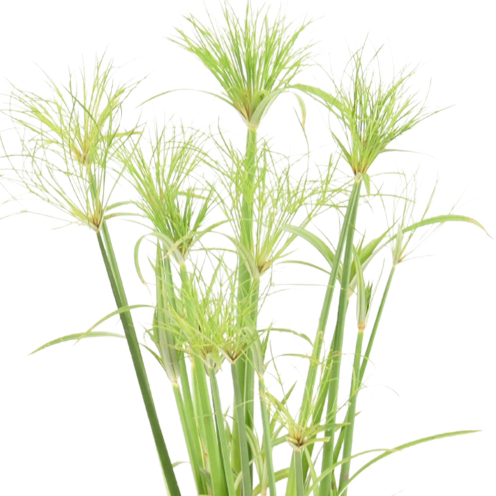 Buy pond plants now Papyrus plant Cyperus Percamenthus | Bakker.com