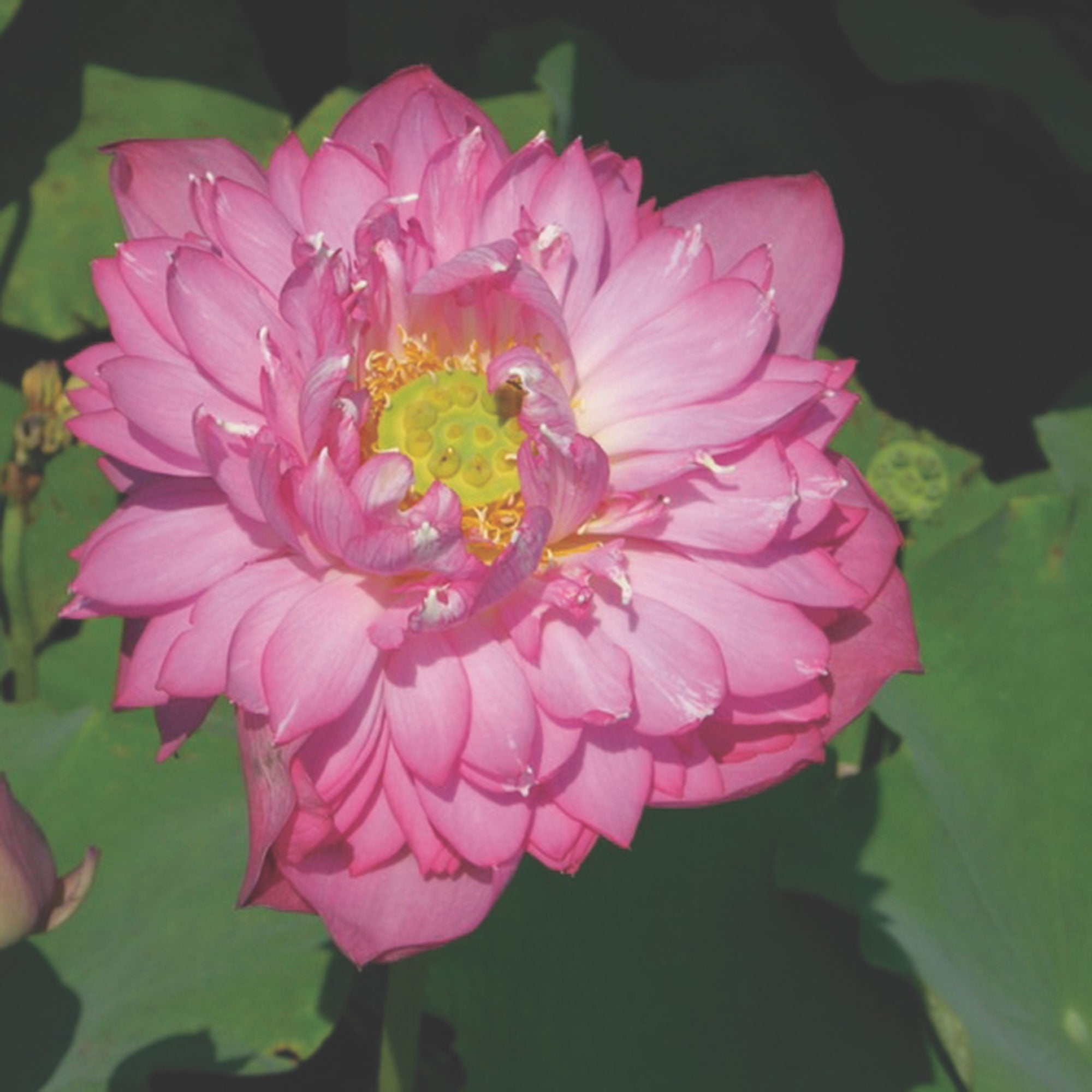 Buy pond plants now Lotus red | Bakker.com