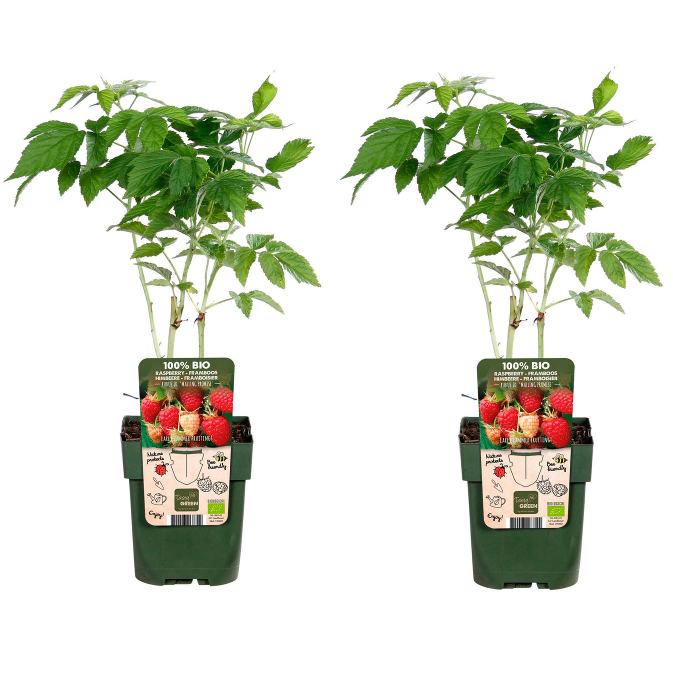 Buy Raspberry Rubus idaeus 'Malling Promise' - Organic red - Hardy ...