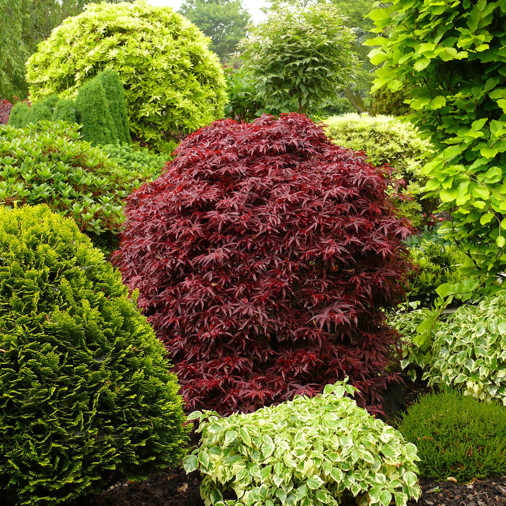 Buy ornamental shrubs now Japanese maple Acer palmatum 'Shaina' red ...