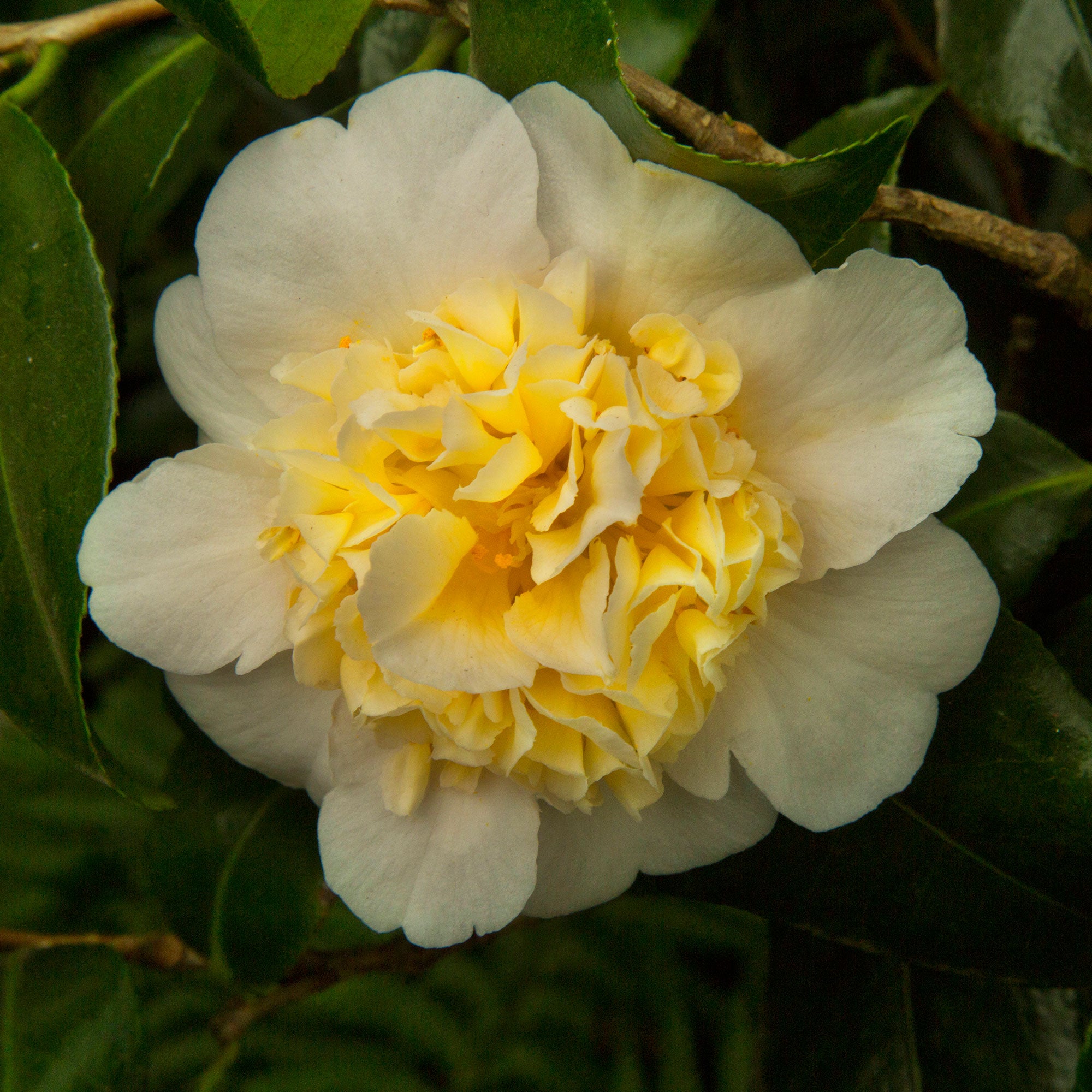 Buy ornamental shrubs now Camelia Camellia x Williamsii 'Jury’s Yellow ...