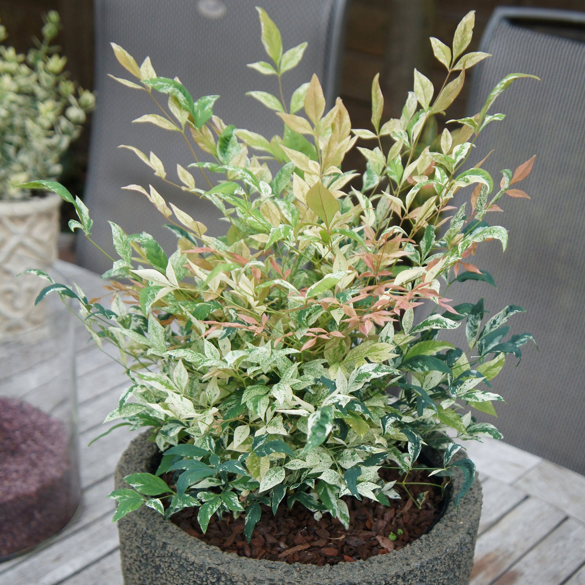 Buy ornamental shrubs now Heavenly Bamboo Nandina 'Twilight' pink-white ...