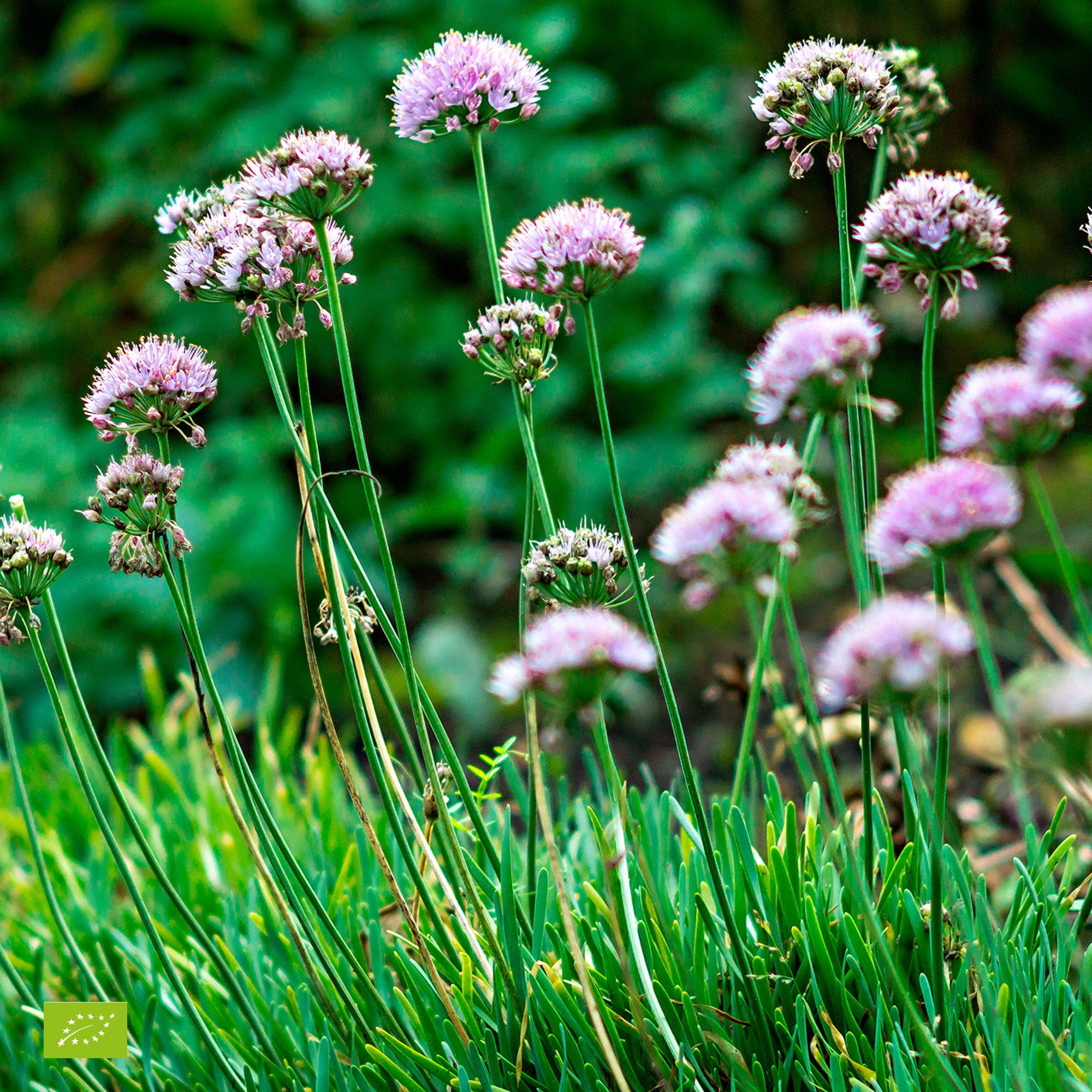 Buy hardy perennial Chives Allium senescens - Organic pink | Bakker.com
