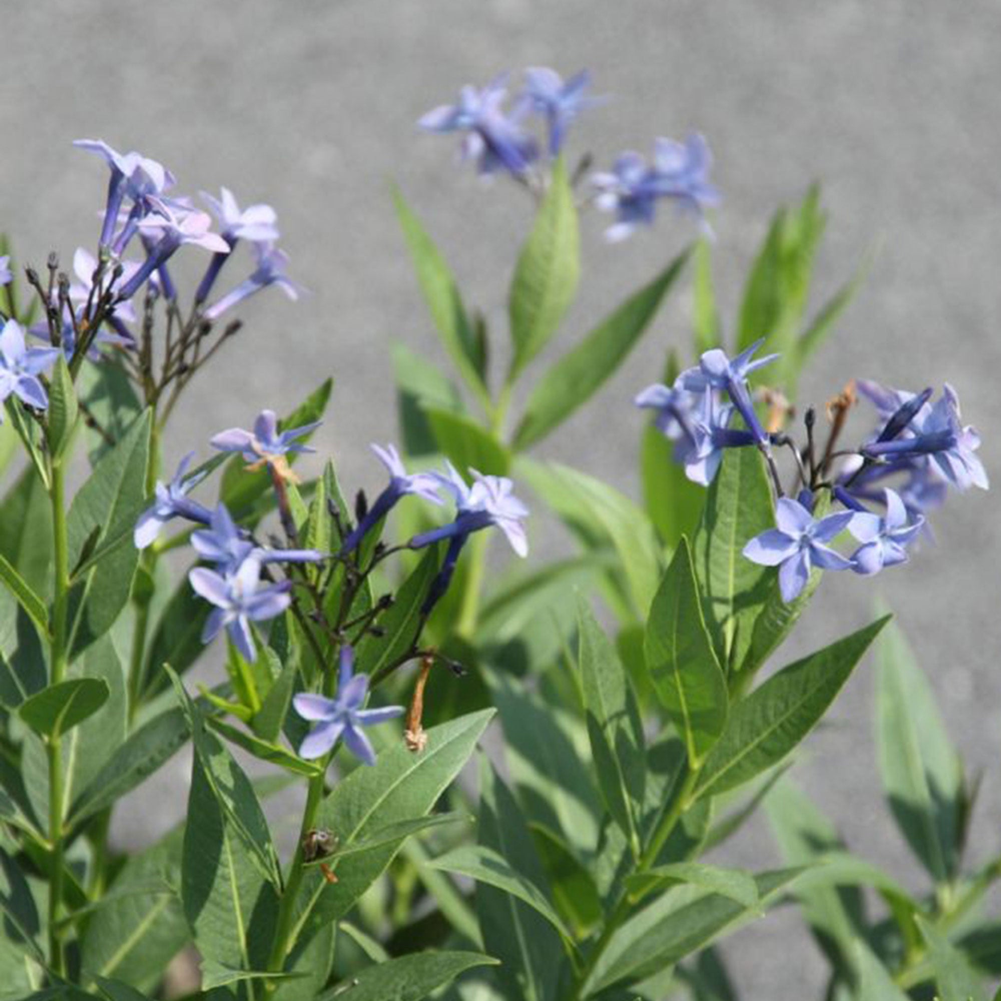 Buy hardy perennial Amsonia ciliata Amsonia 'Blue Ice' - Organic blue ...