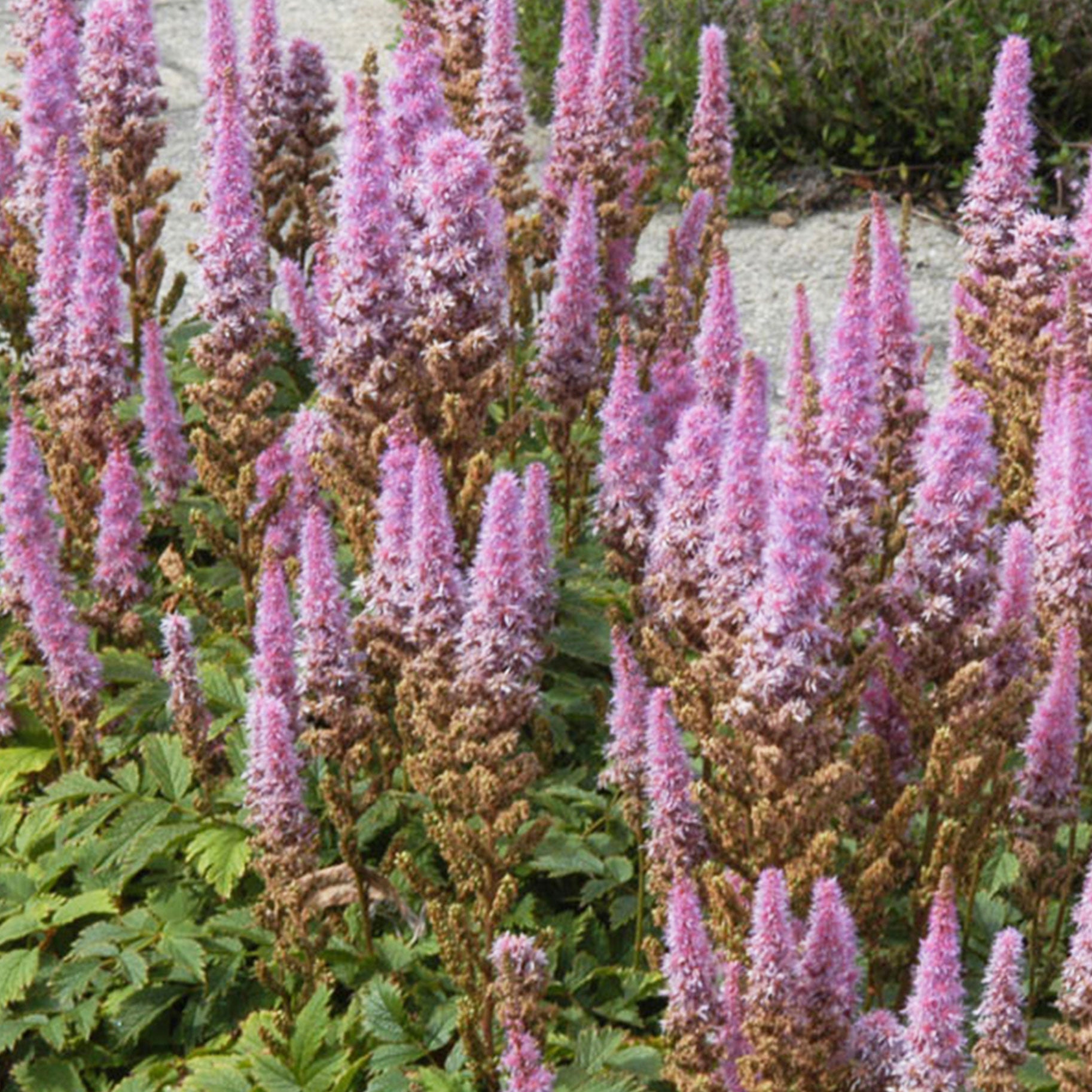 Buy hardy perennial 2x Astilbe Astilbe 'Pumila' - Organic purple ...