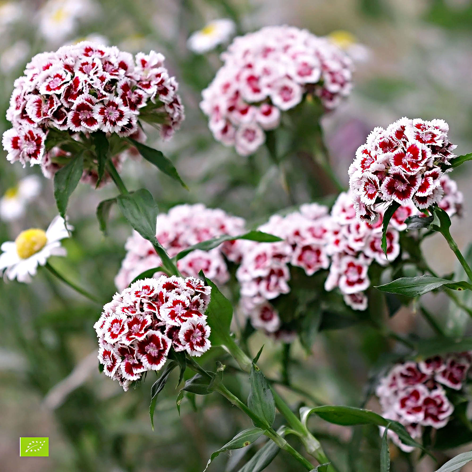 Buy hardy perennial Sweet William Dianthus 'Diabunda' - Organic purple ...