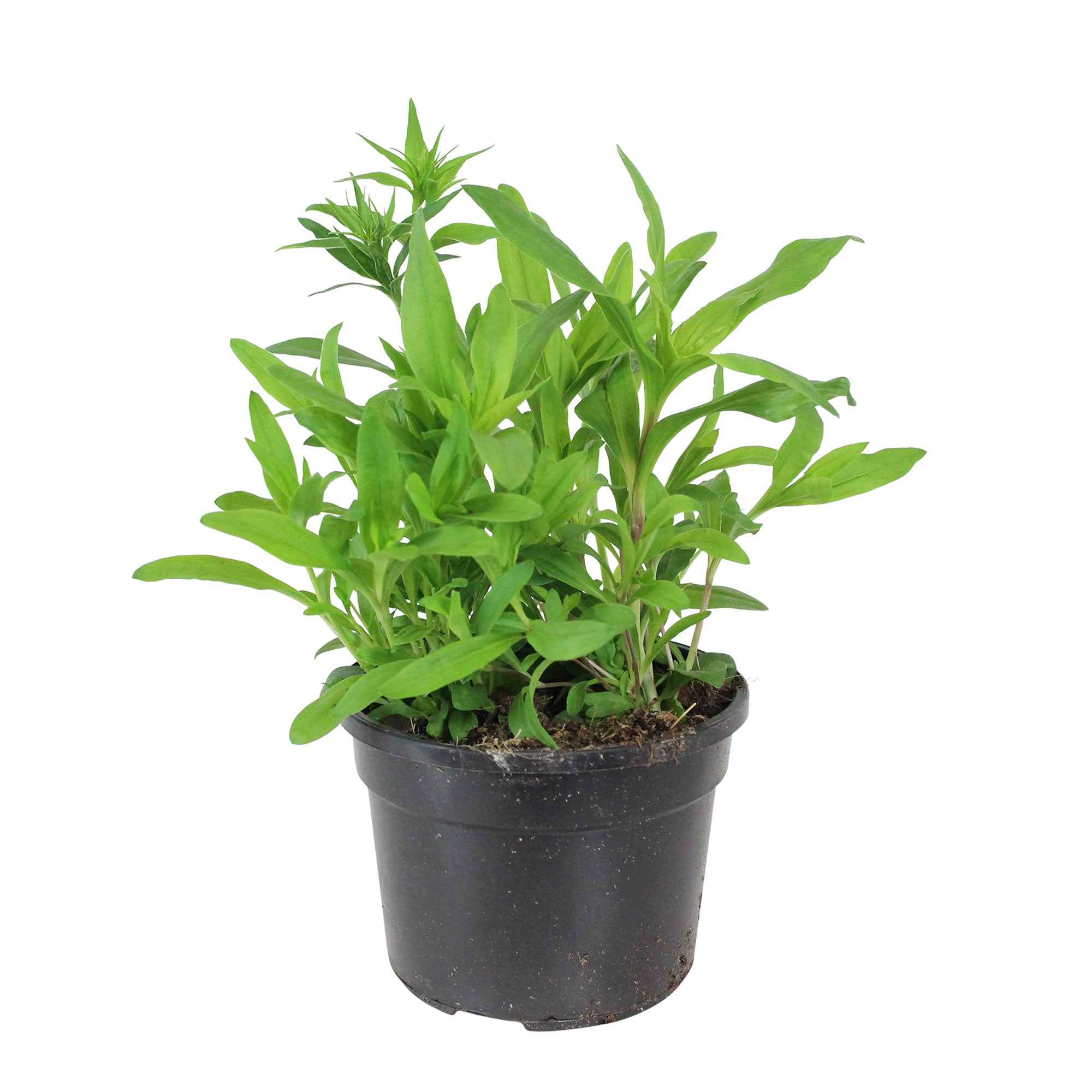 Buy hardy perennial Sweet William Dianthus 'Diabunda' - Organic purple ...