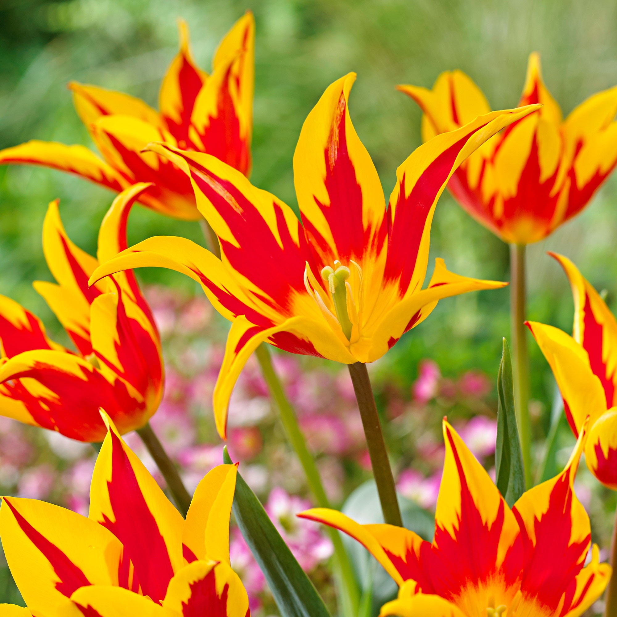 Buy 12x Tulips Tulipa 'Fire Wings' red-yellow | Bakker.com