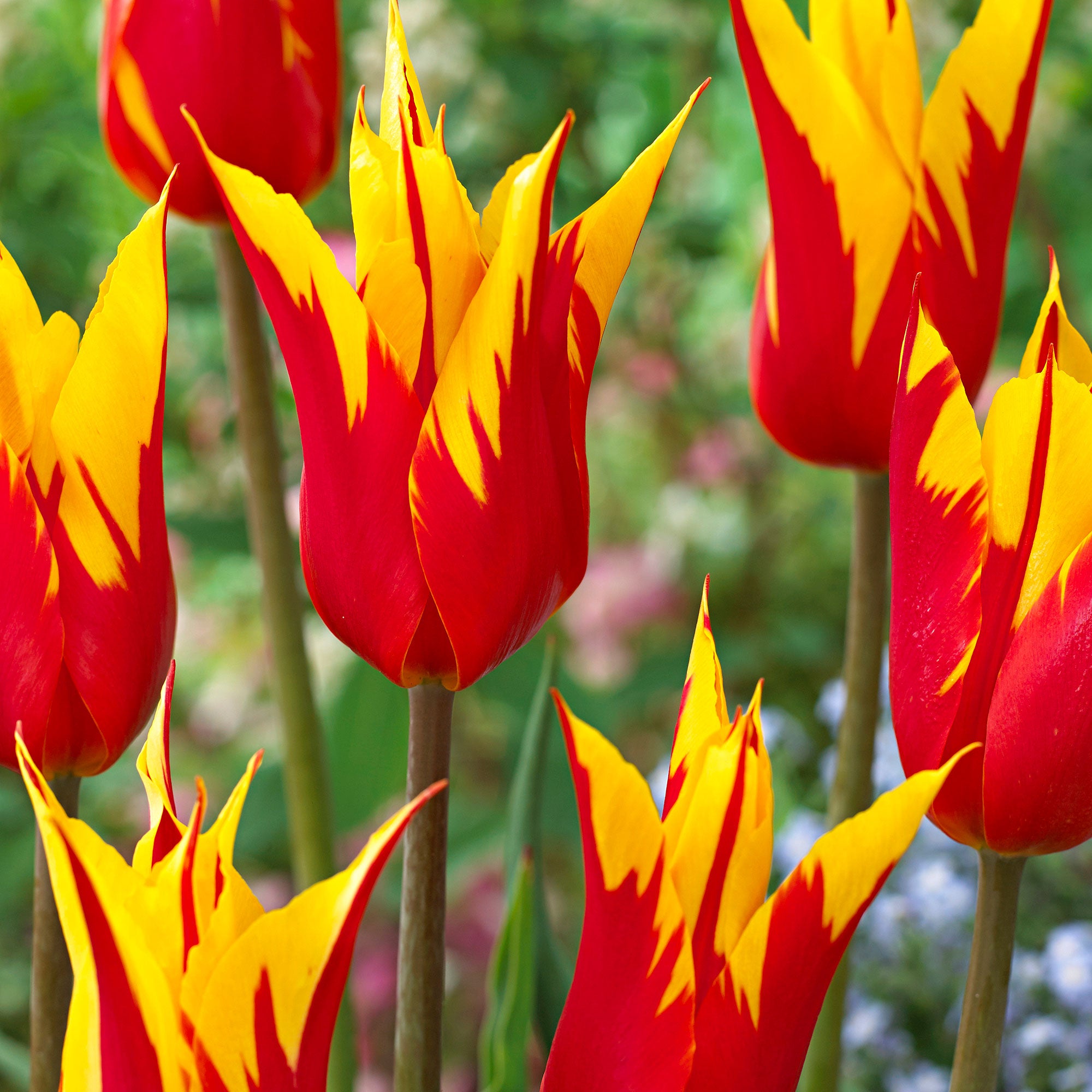 Buy 12x Tulips Tulipa 'Fire Wings' red-yellow | Bakker.com
