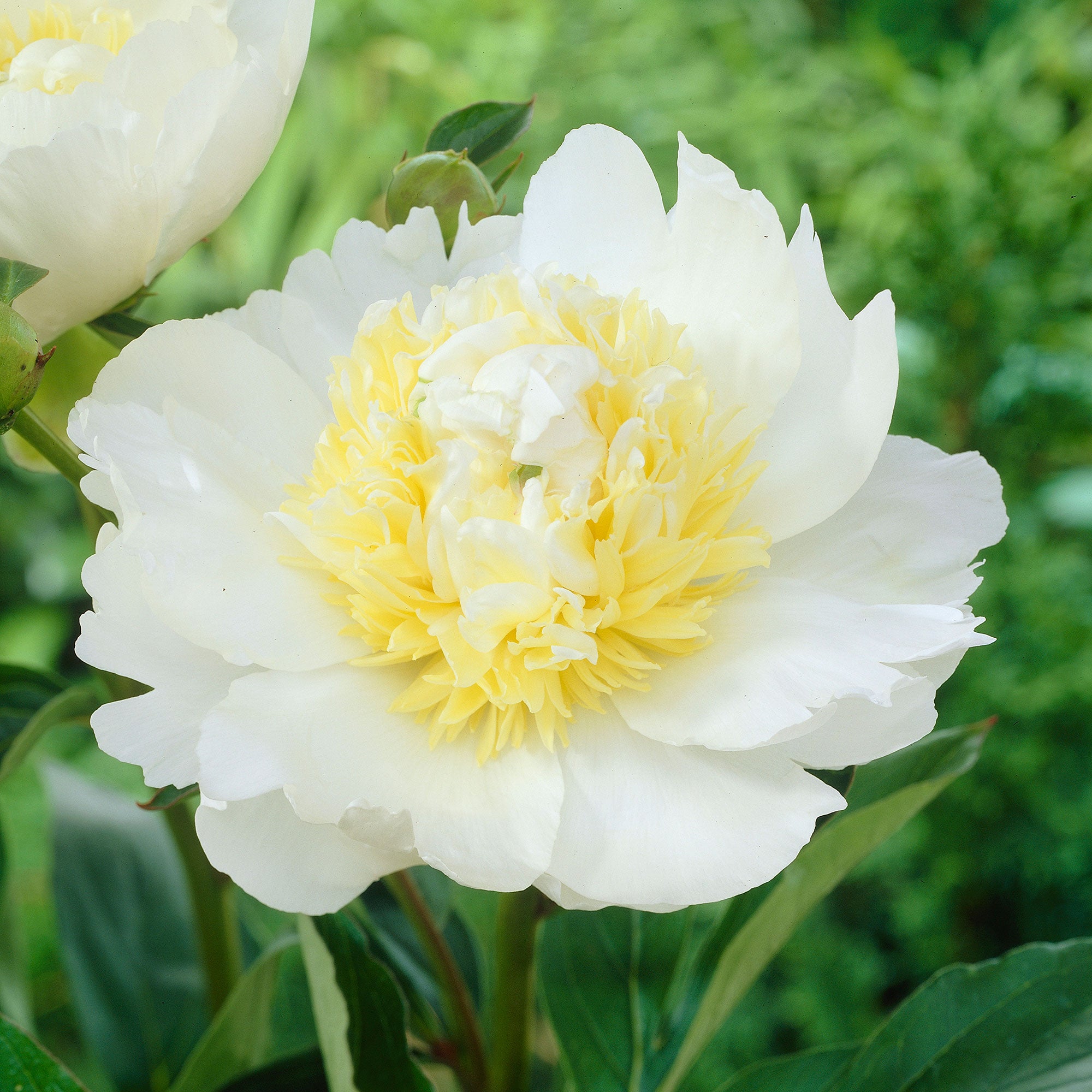 Buy hardy perennial Peonies Paeonia 'Bridal Icing' white-yellow - Bare ...