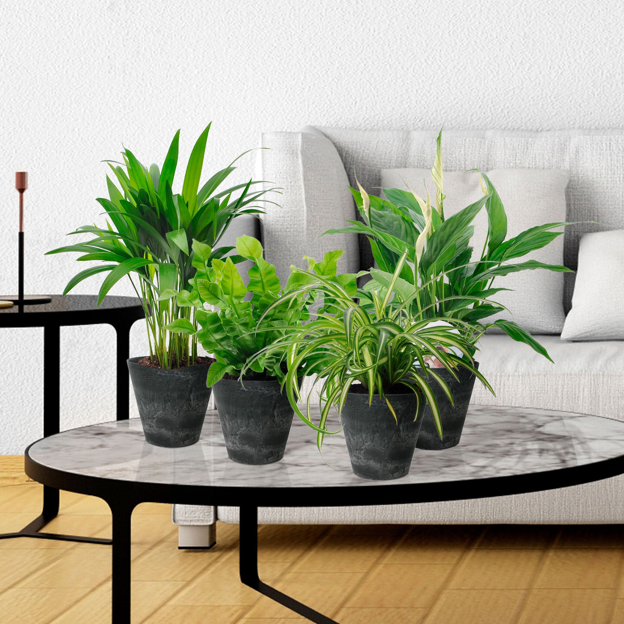 Buy house plants now 4x Air-purifying plants - Mix incl. Artstone ...
