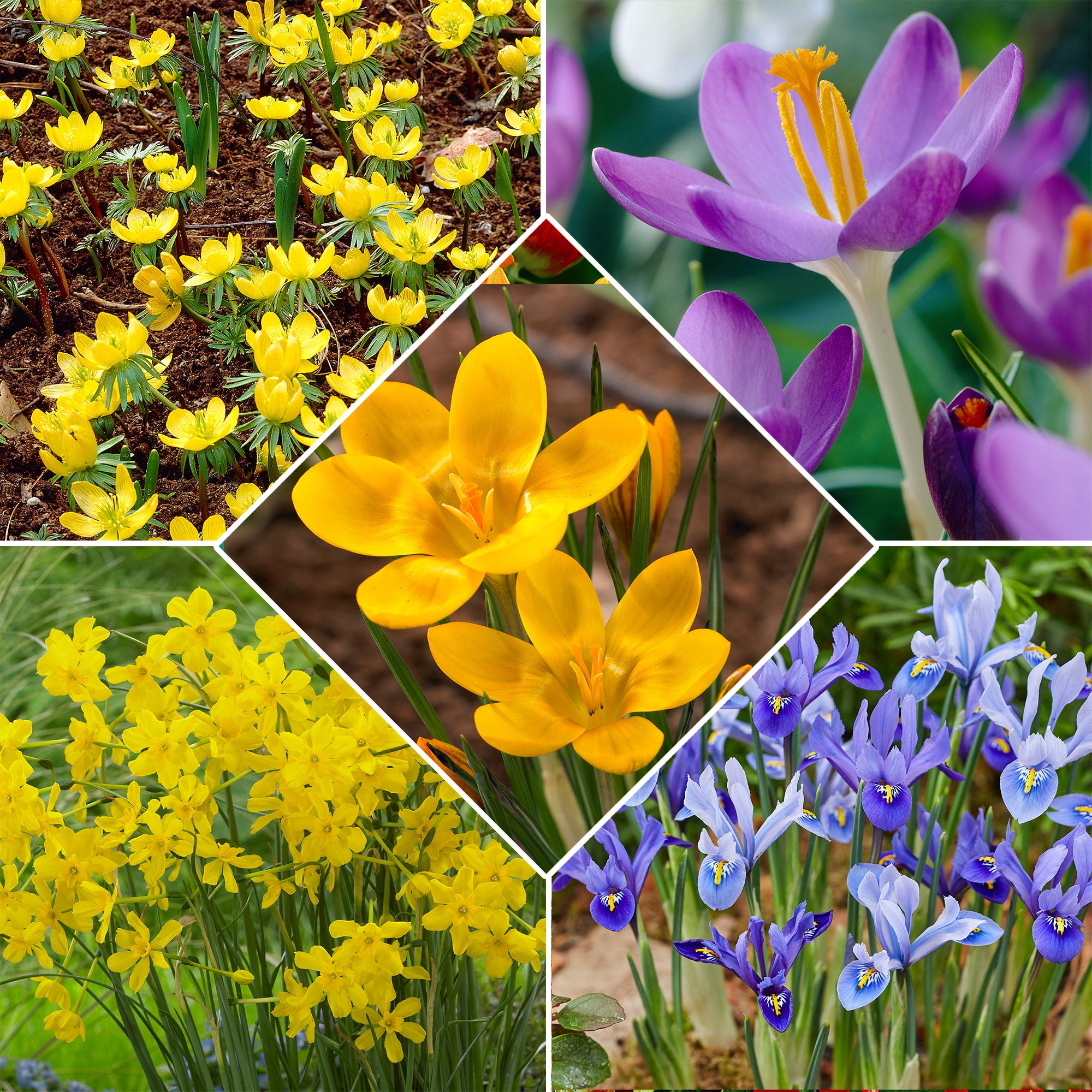 Buy 50x Flower bulbs - Mix 'Bees & Butterflies' purple-yellow-blue ...