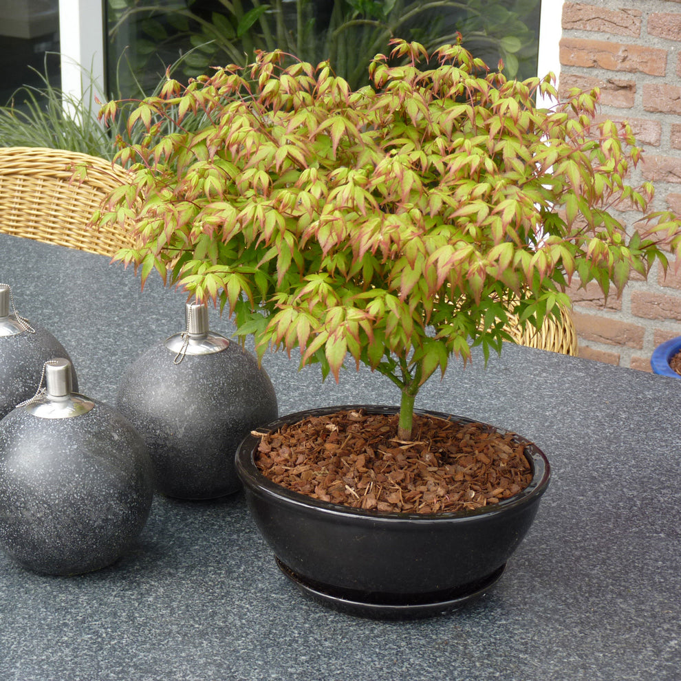Buy ornamental shrubs now Japanese maple Acer 'Little Princess' green ...