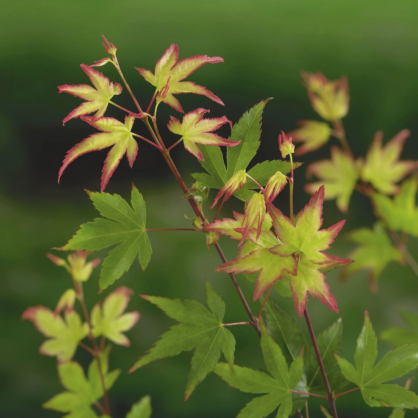 Buy ornamental shrubs now Japanese maple Acer 'Little Princess' green ...