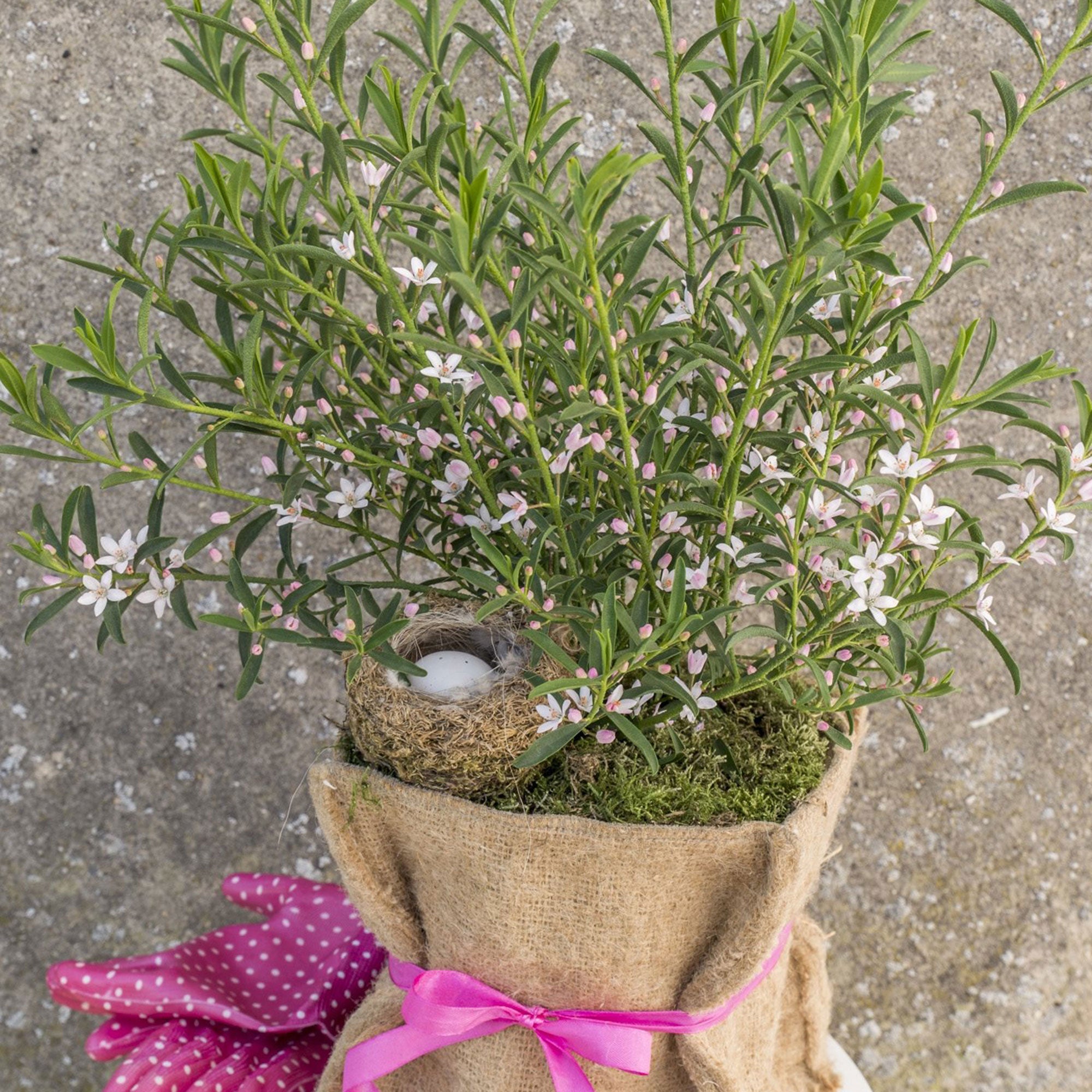 Buy ornamental shrubs now Wax plant Eriostemon 'Flower Girl Pink' pink ...